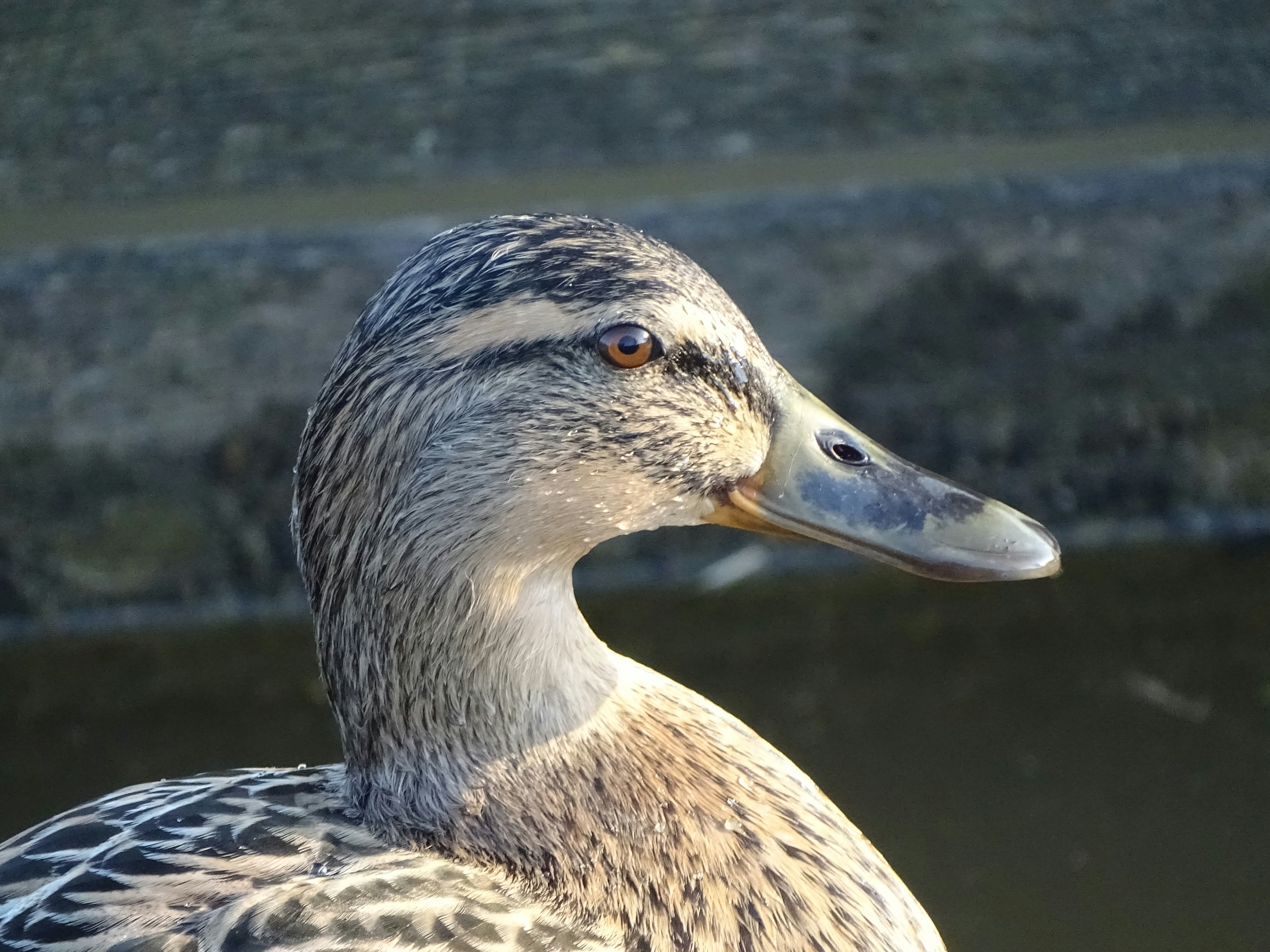 Close-up of a female duck, showcasing intricate feather patterns and a focused expression. The background features subtle water reflections.