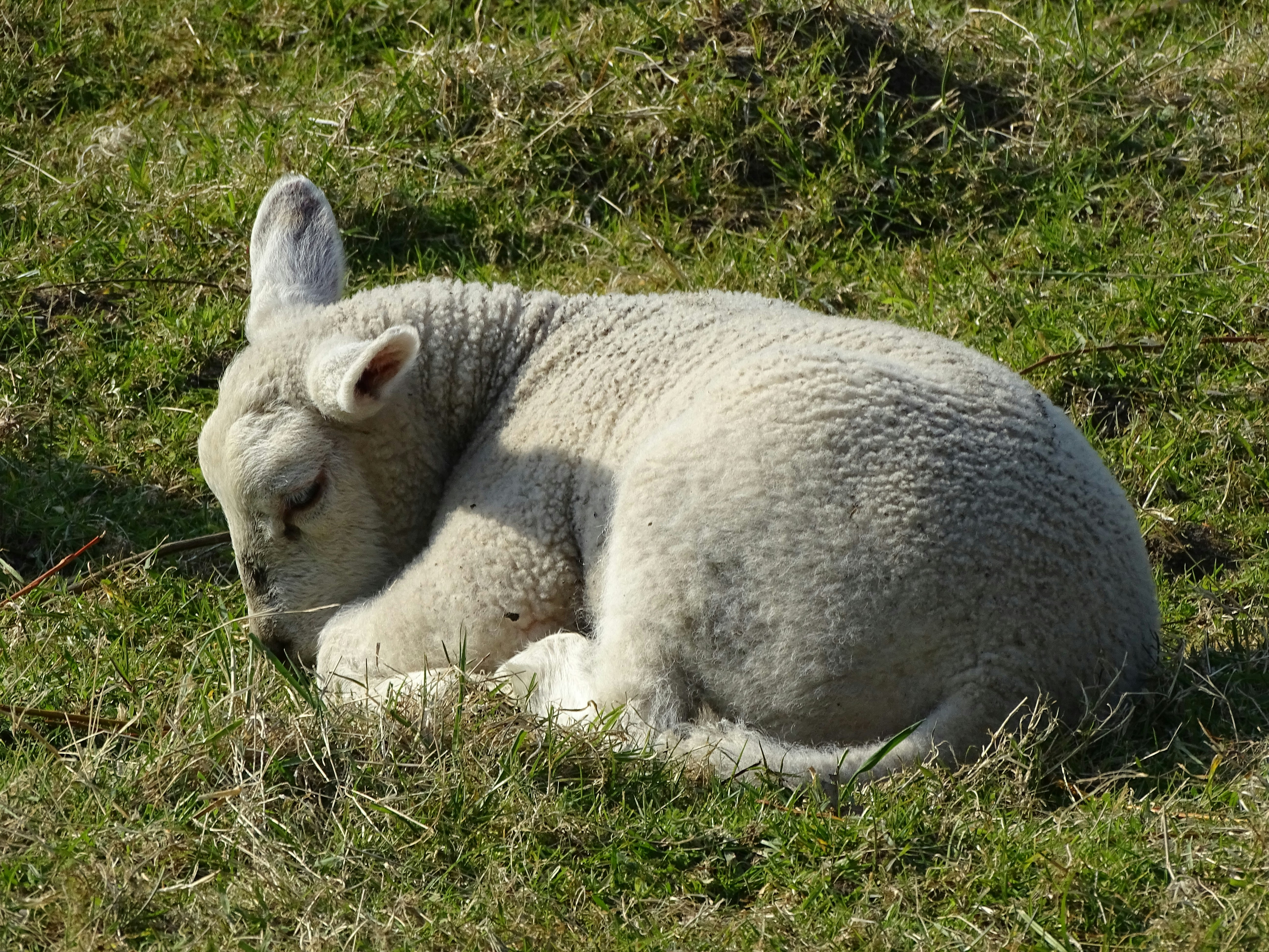 Sunlit Slumber: A Woolly Moment in the Meadow