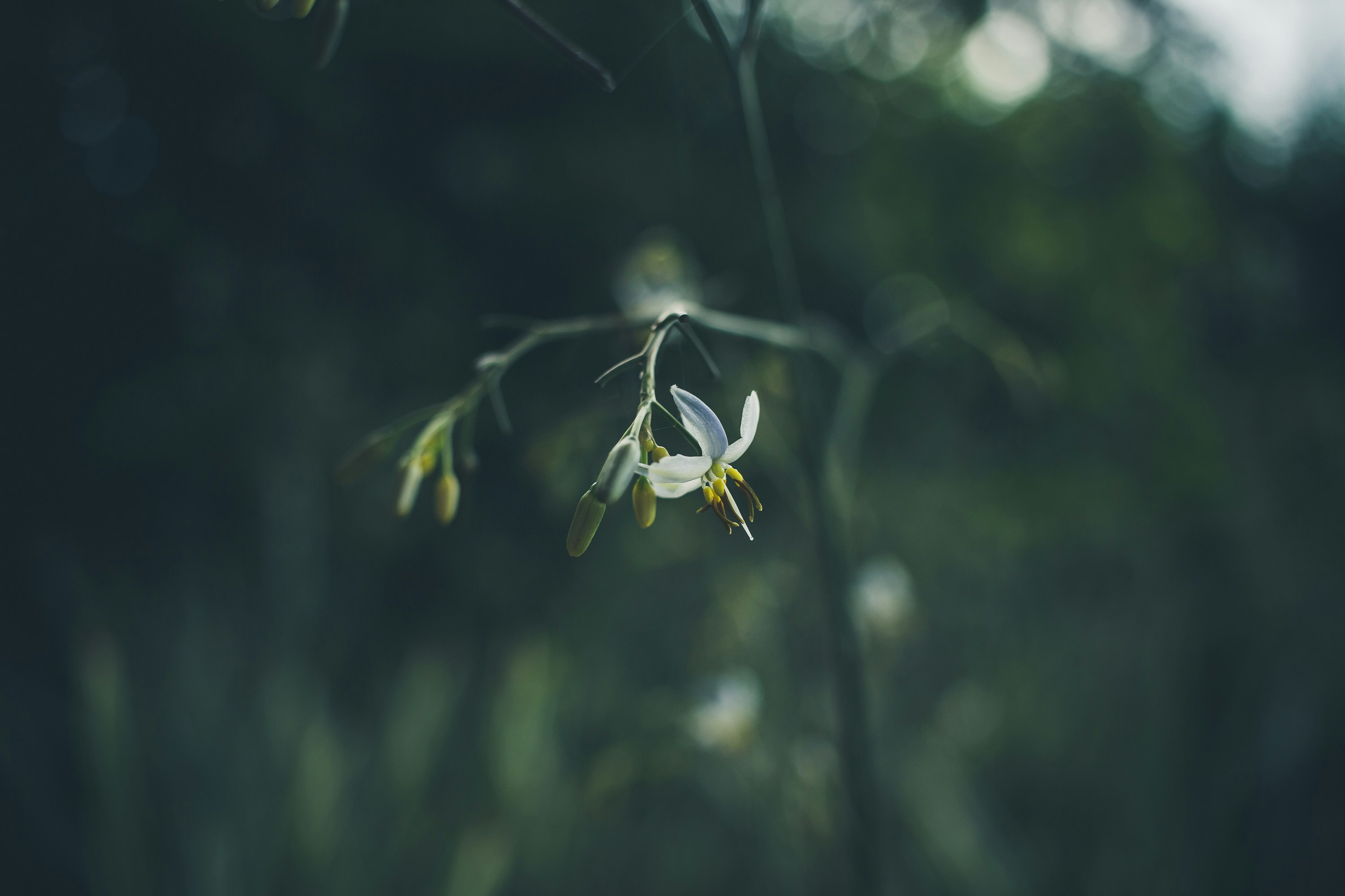 yellow flower in tilt shift lens