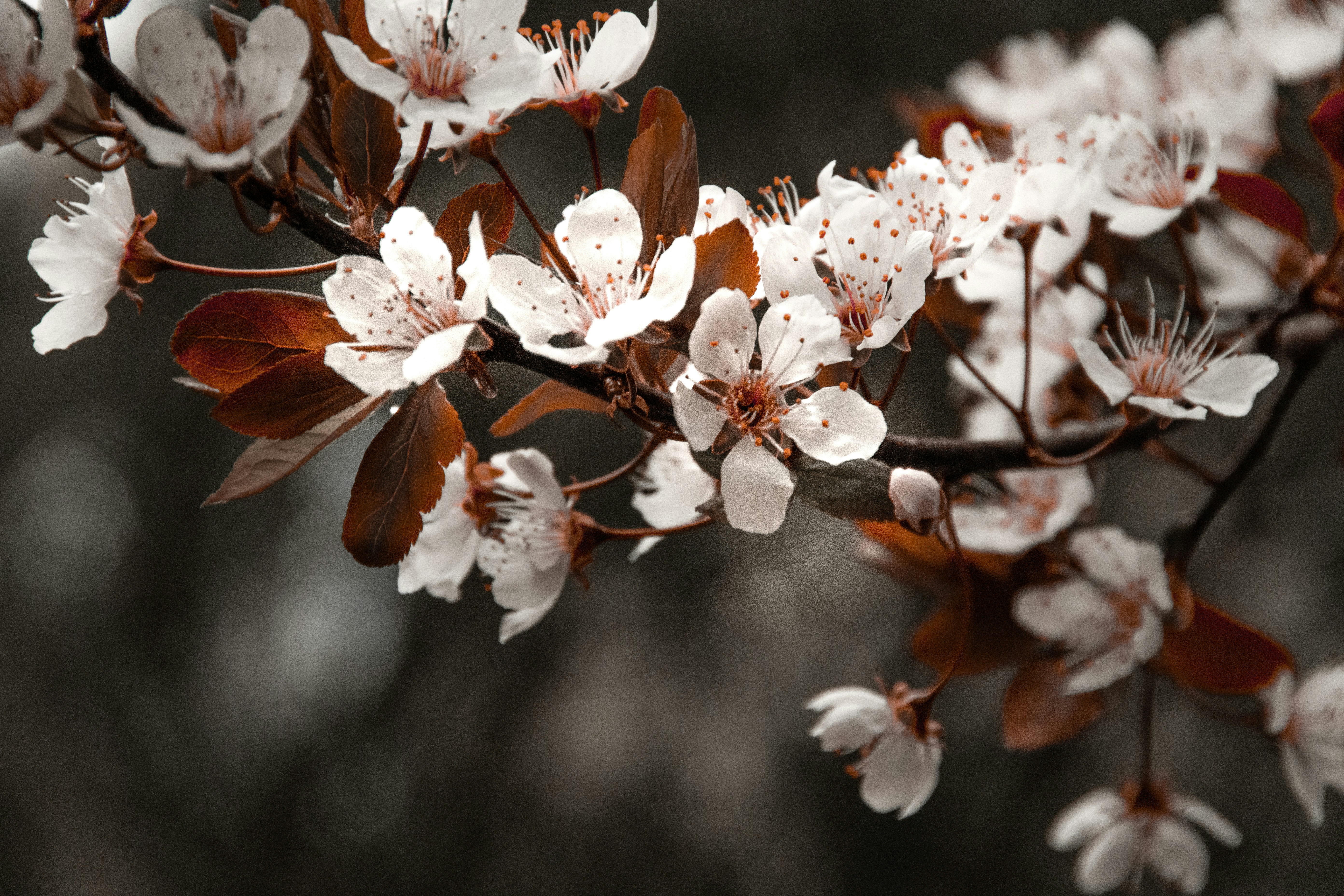 Chiaroscuro Blooms: White Petals on a Bronze Branch