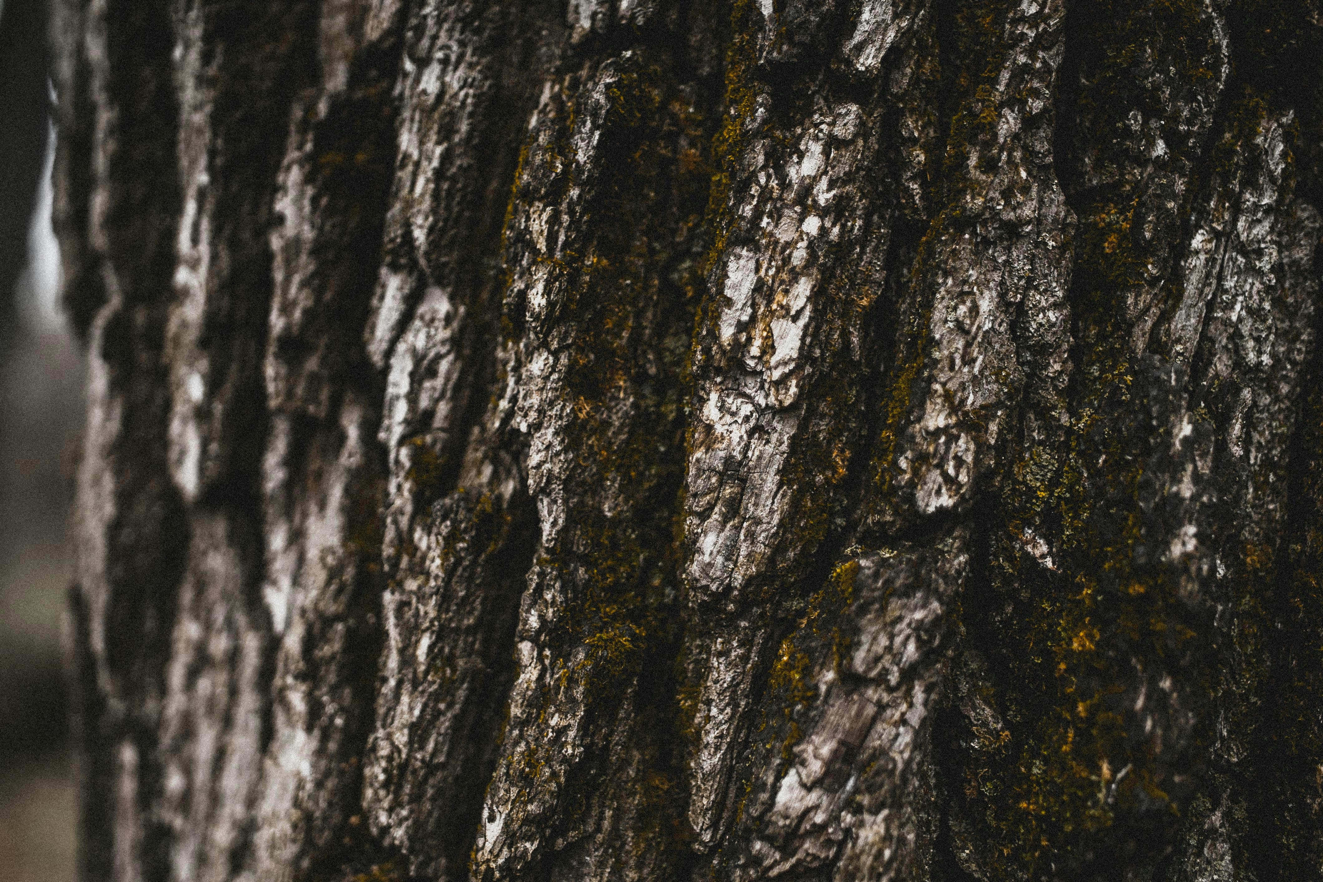 Brown and black tree trunk photo – Free Grey Image on Unsplash