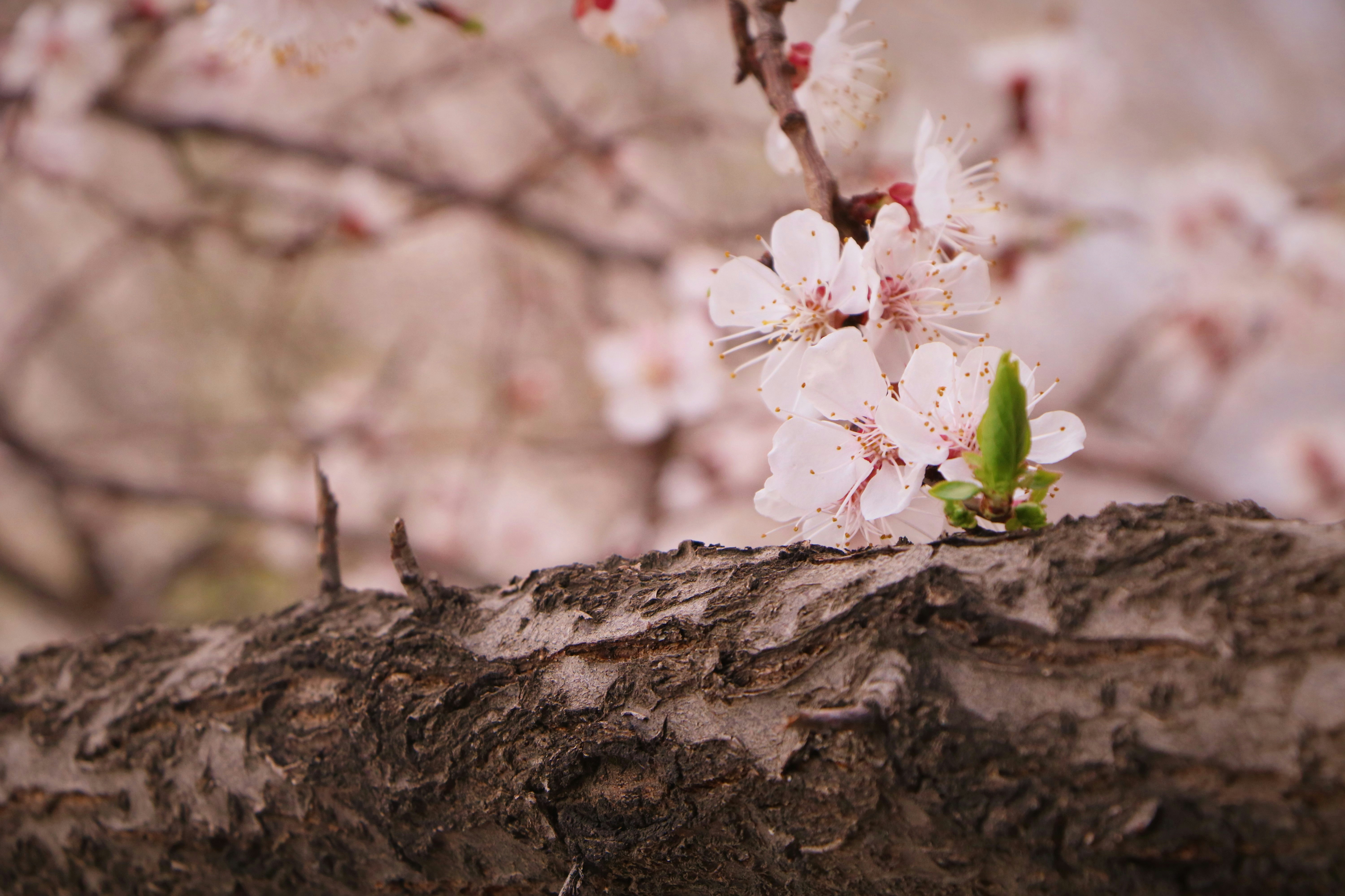 Blossoms Peeking Over Weathered Bark