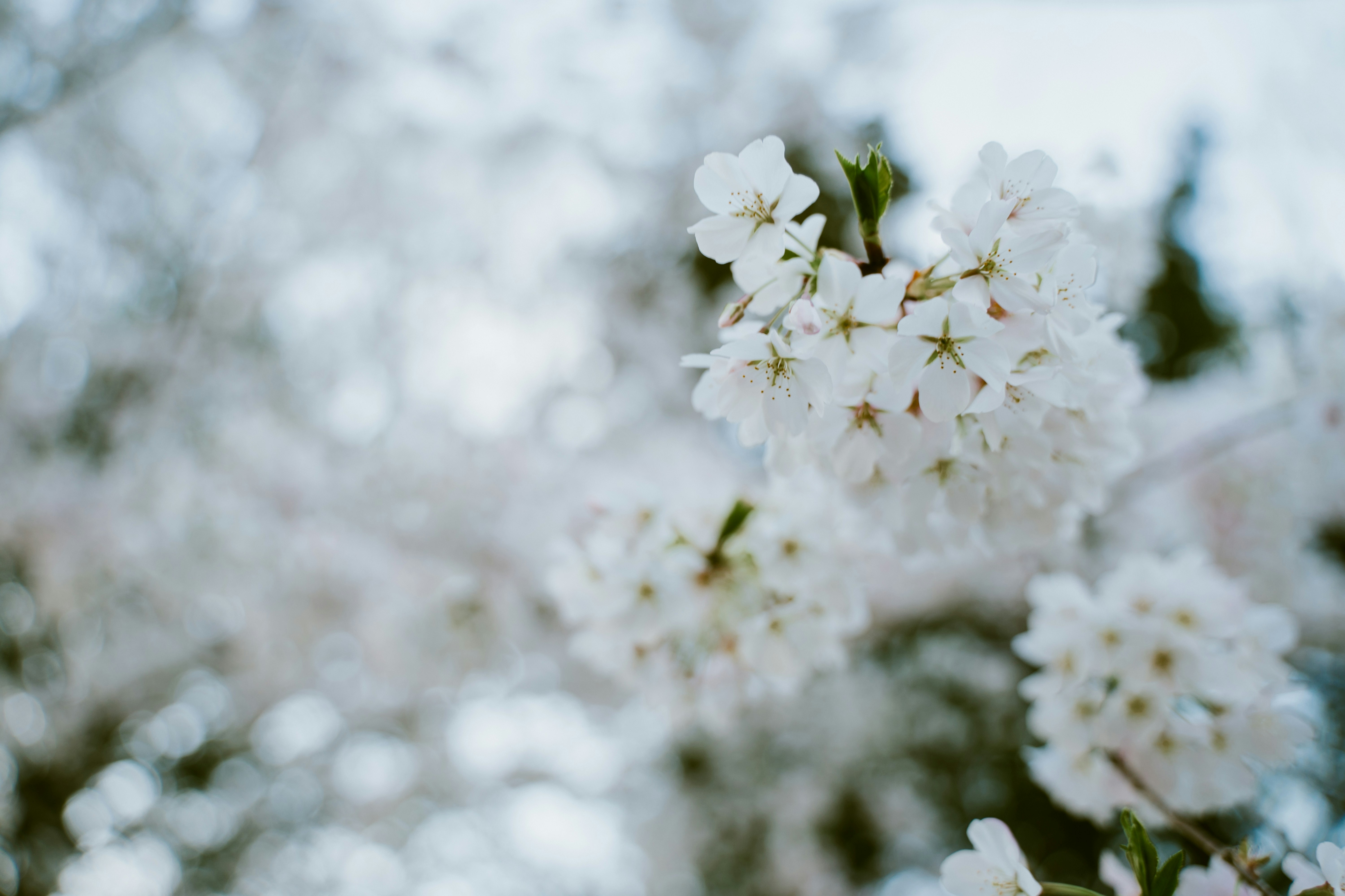 Delicate white cherry blossoms clustered on branches, evoking the essence of spring's renewal.