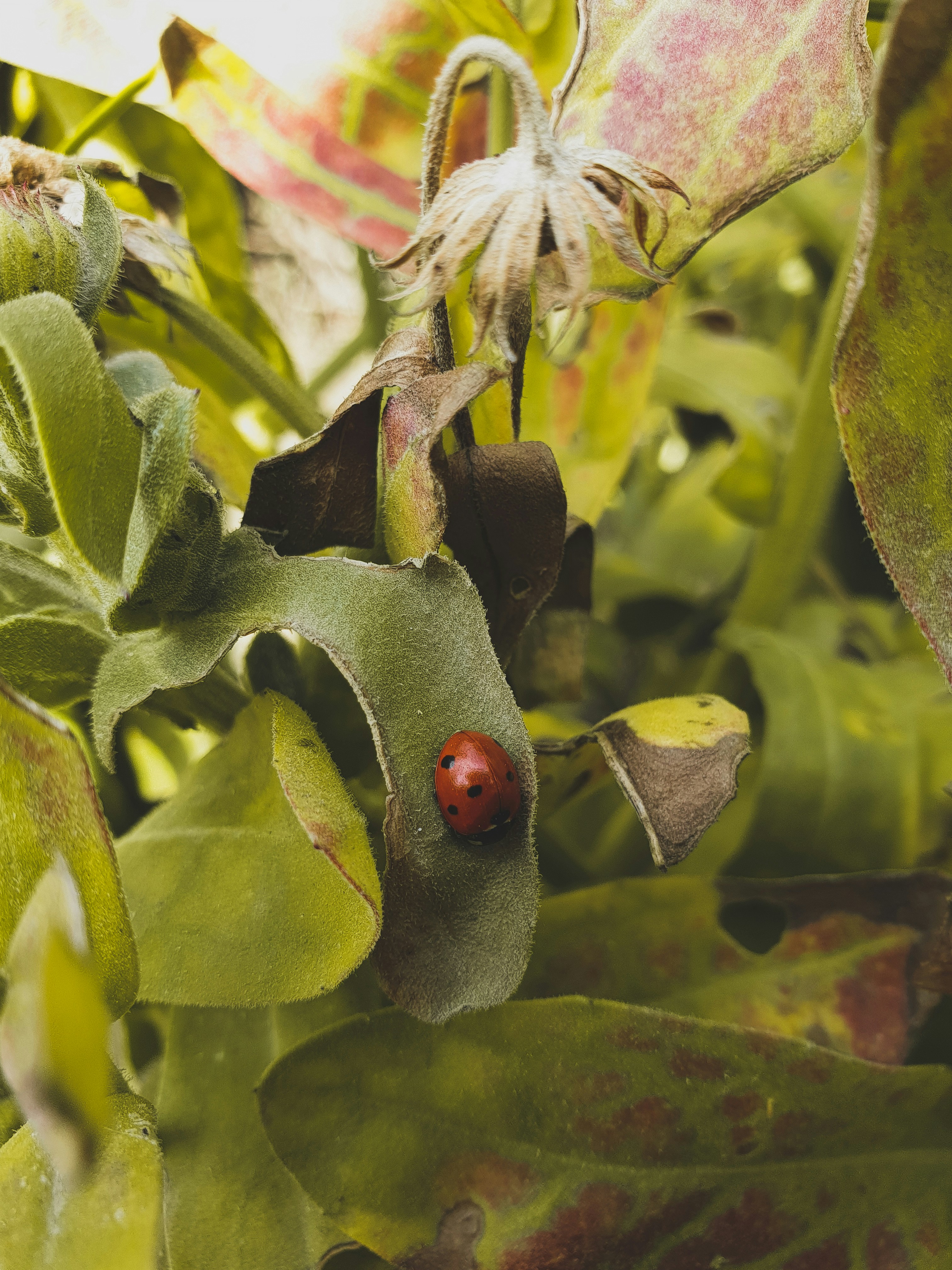 Red Ladybug on a Velvet Leaf in Sunlit Foliage