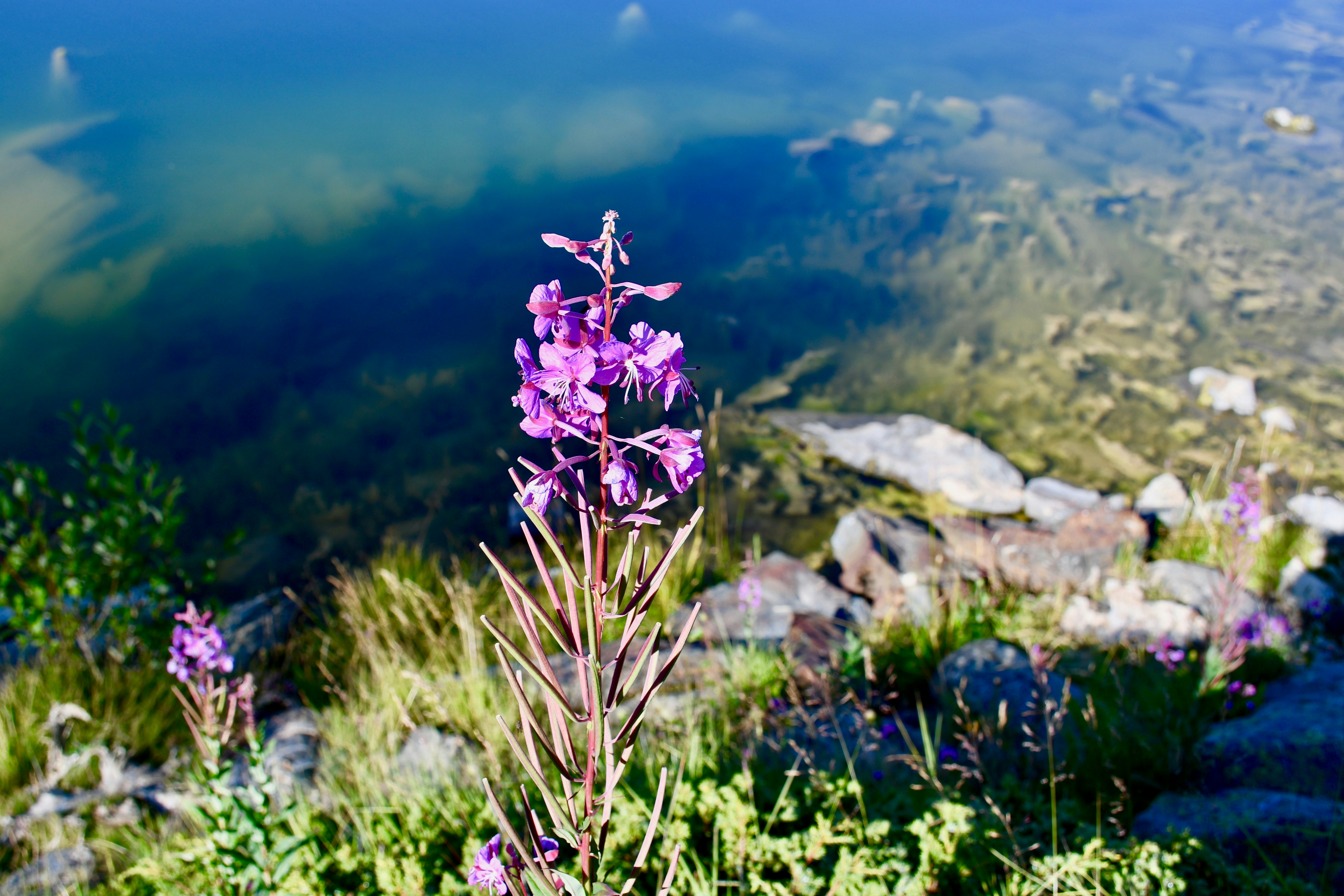 Lone Purple Wildflower Framing a Quiet Lakeshore