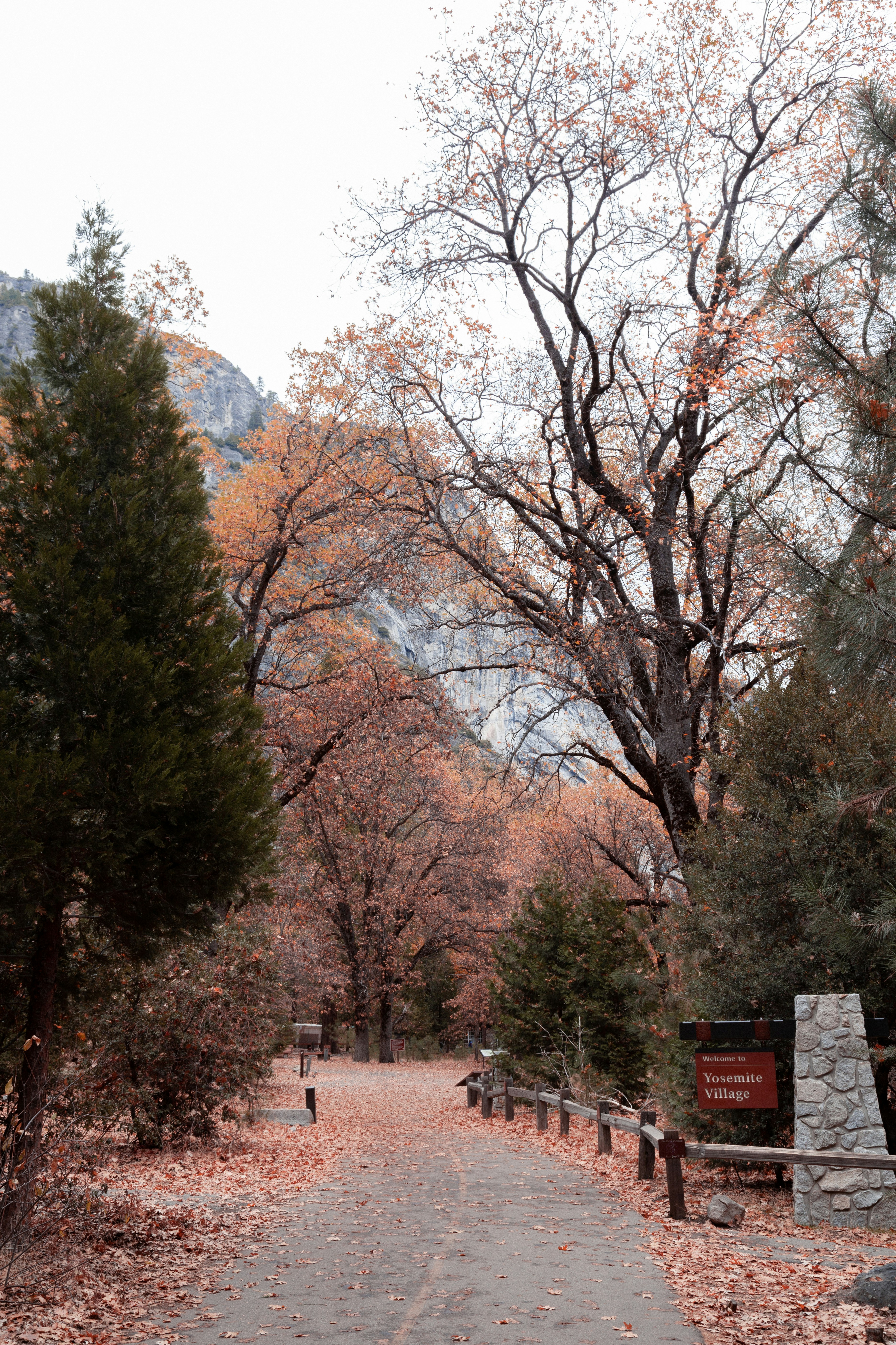 Autumnal Lane to Yosemite Village: Leaf-Littered Path Beneath Copper Canopy