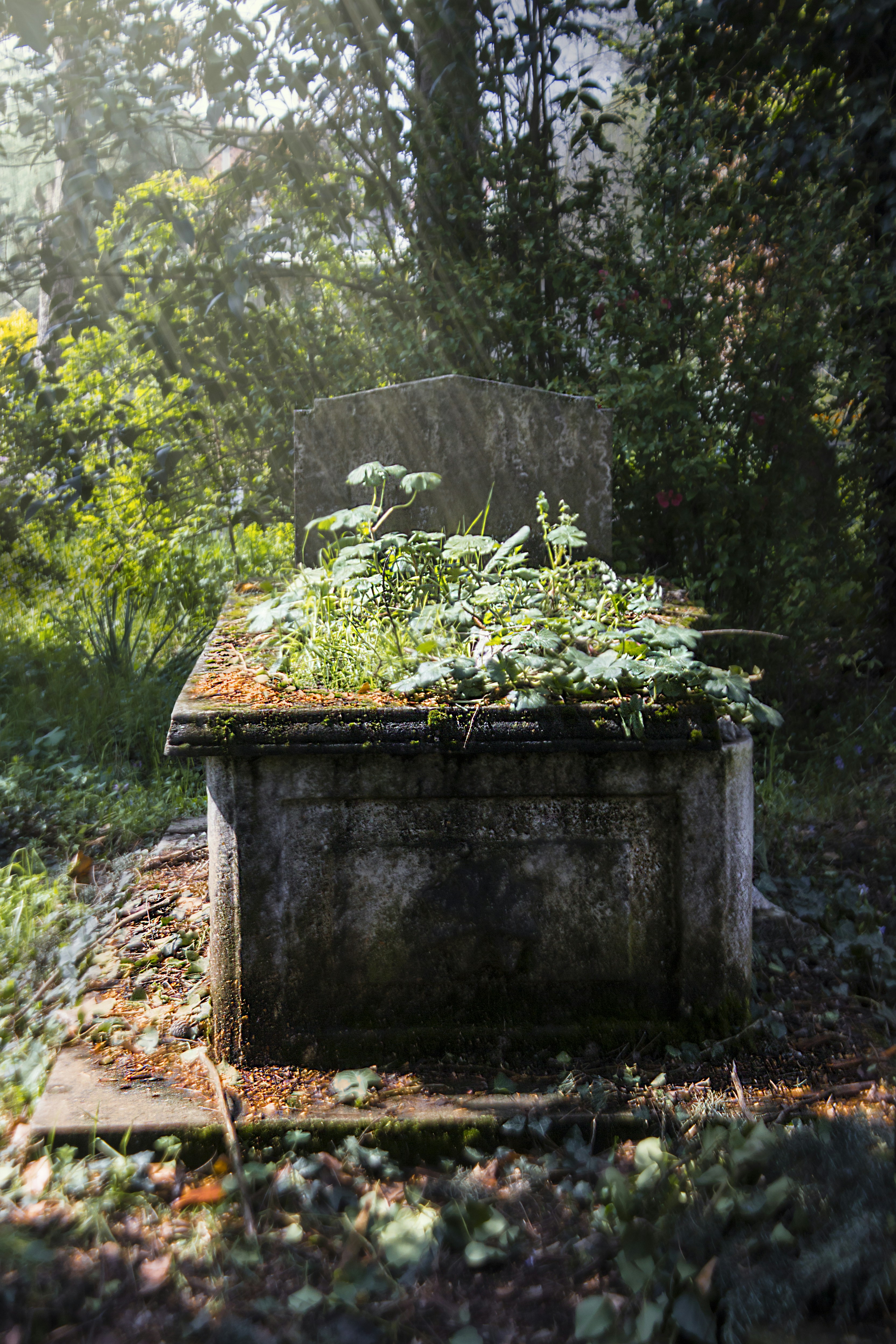 Overgrown gravestone enveloped by lush greenery, showcasing nature reclaiming a forgotten resting place.