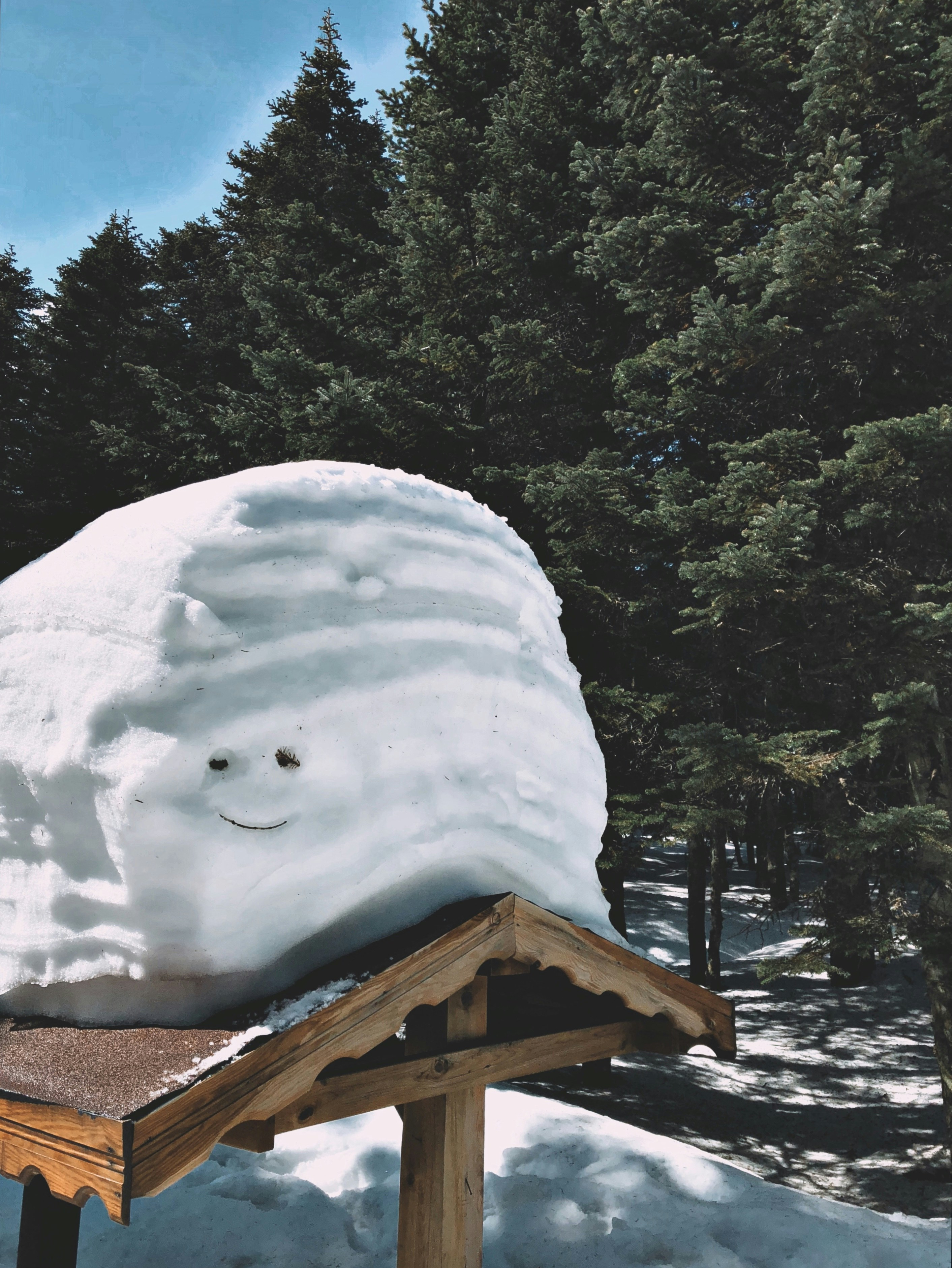 Smiling Snow Dome Over a Rustic Shelter in a Pine Forest