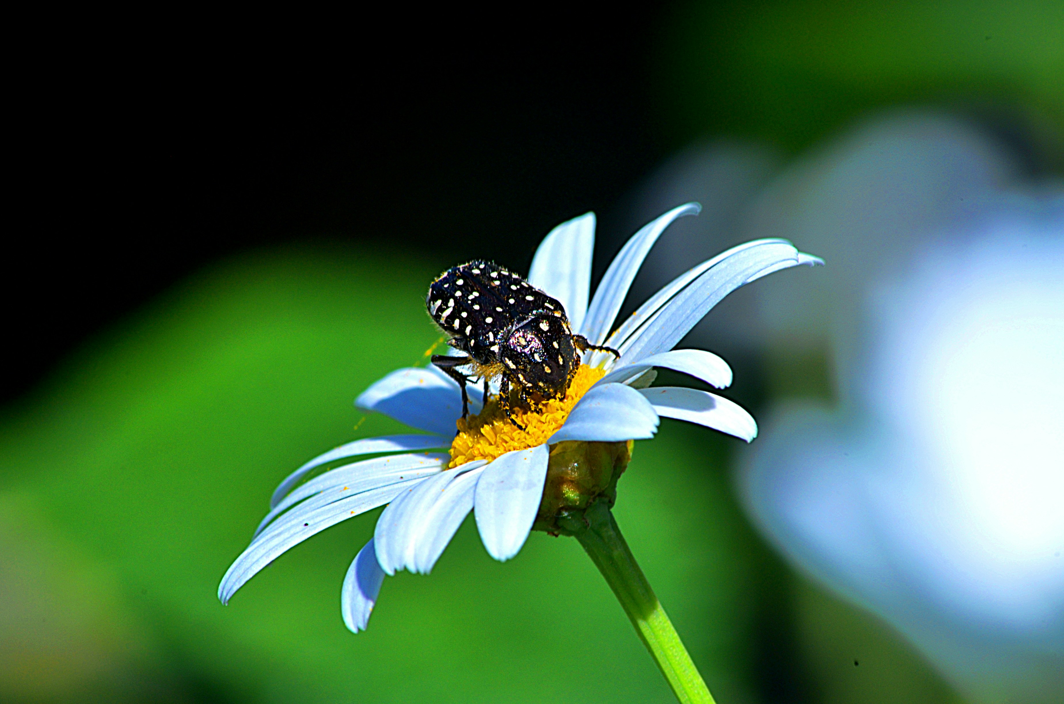 Beetle's Spotlight on a White Daisy: A Tiny Visitor in Focus