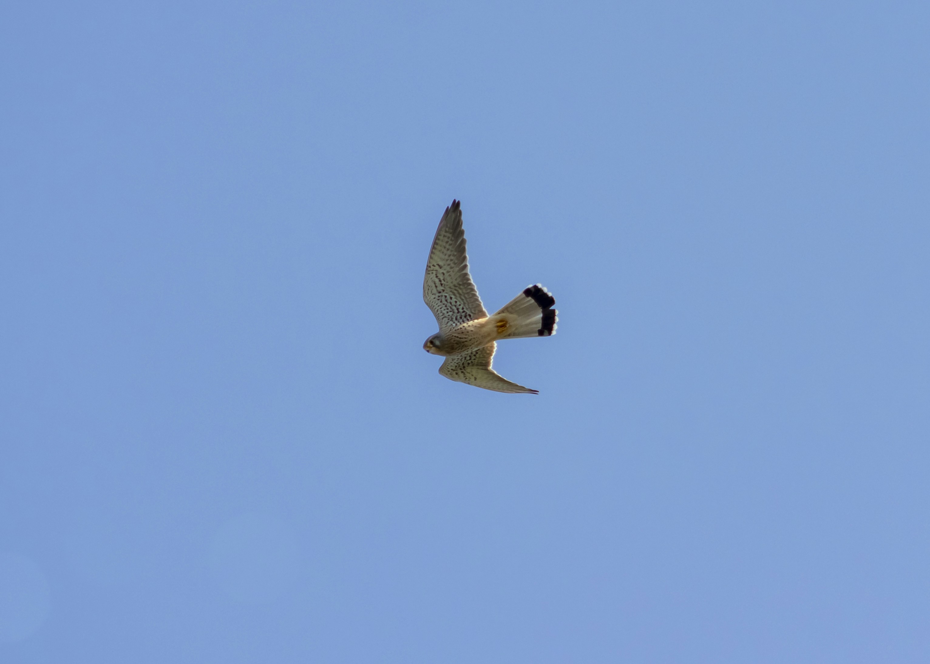 Graceful Teams Background