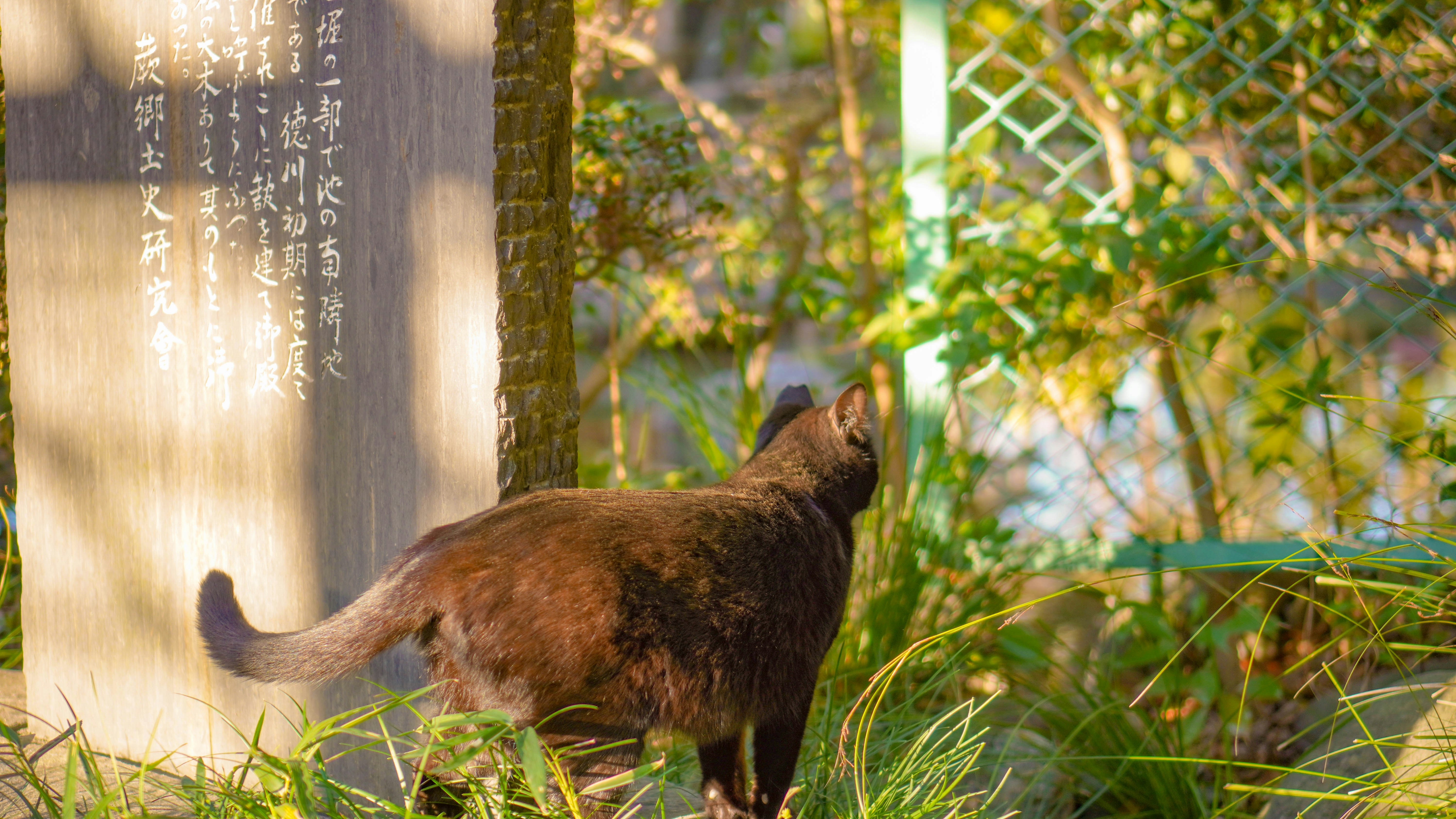 black cat walking on green grass during daytime