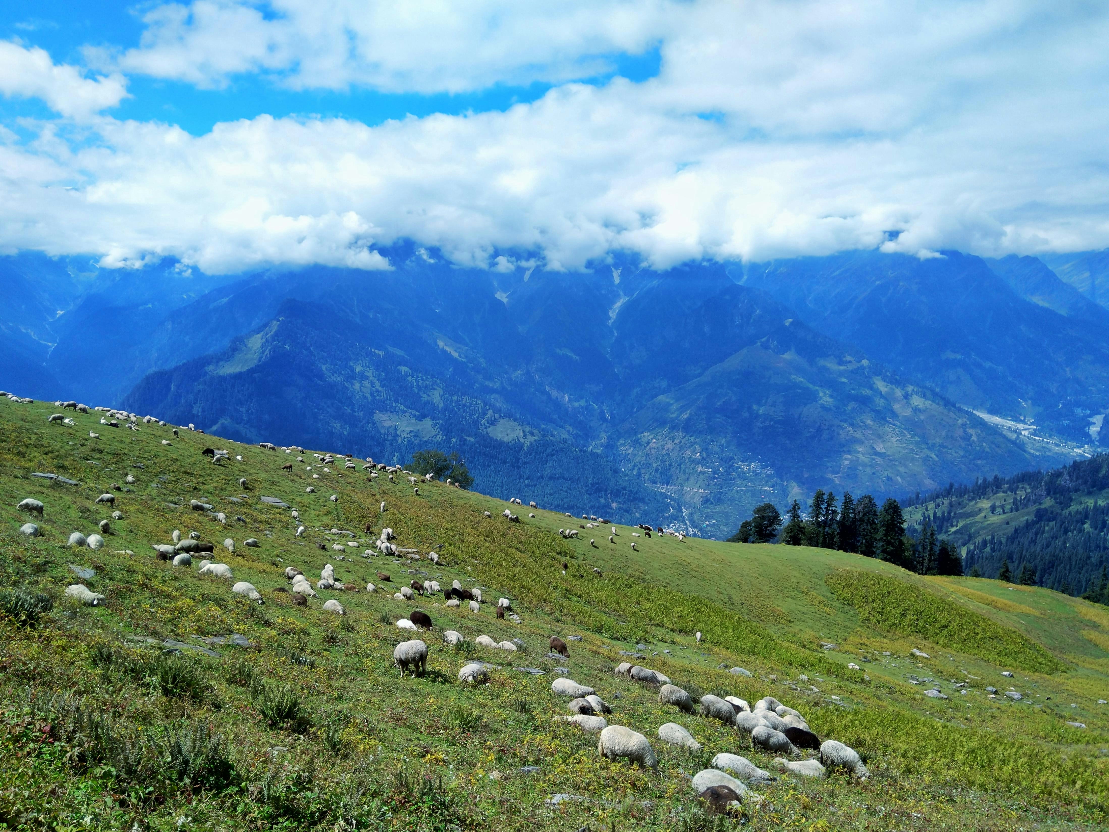 Sheep graze a rolling green hillside with distant blue mountains under a partly cloudy sky.