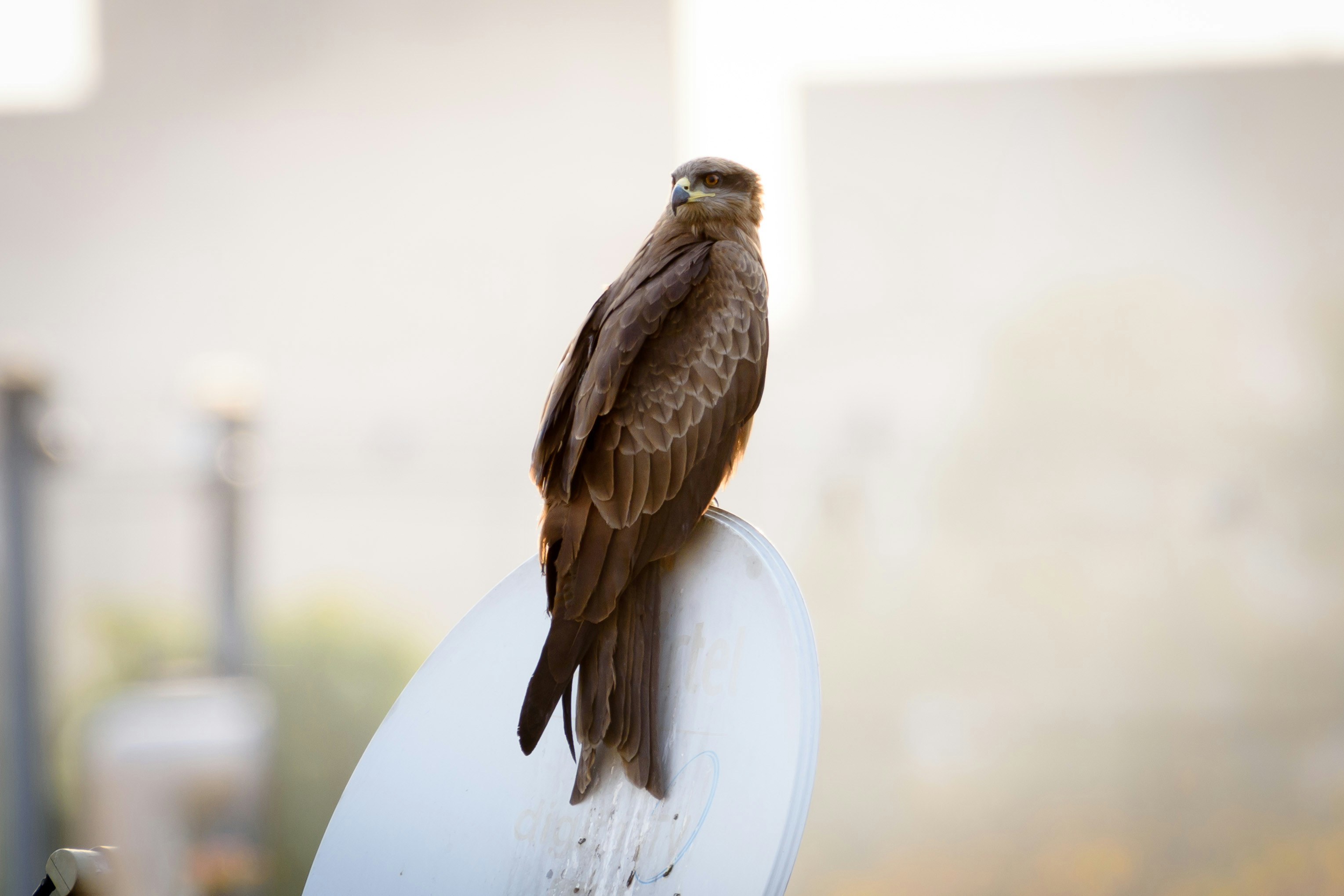 Sentry on the Satellite Dish