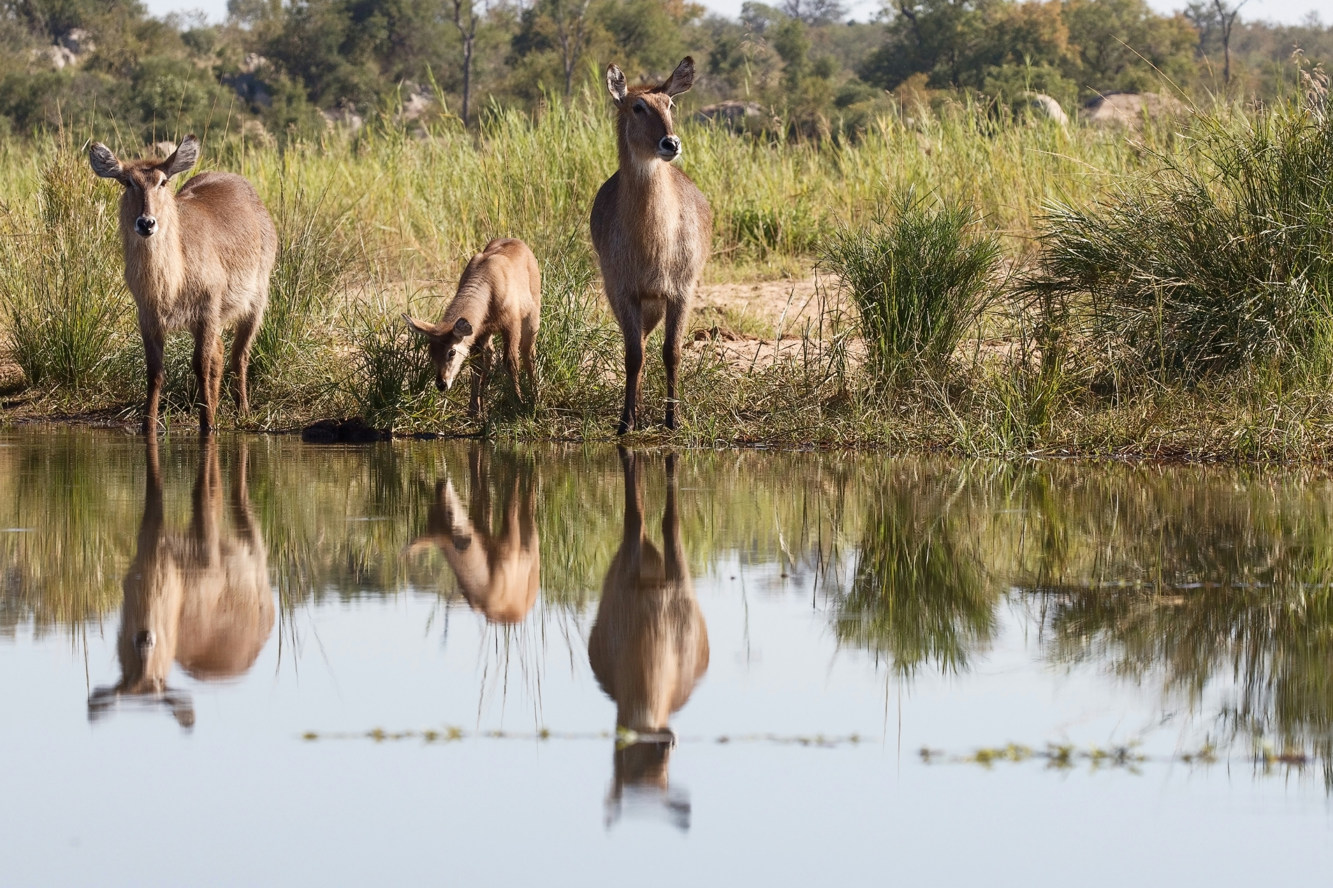 Three Deer at the Water's Edge: A Quiet Pool's Perfect Mirror