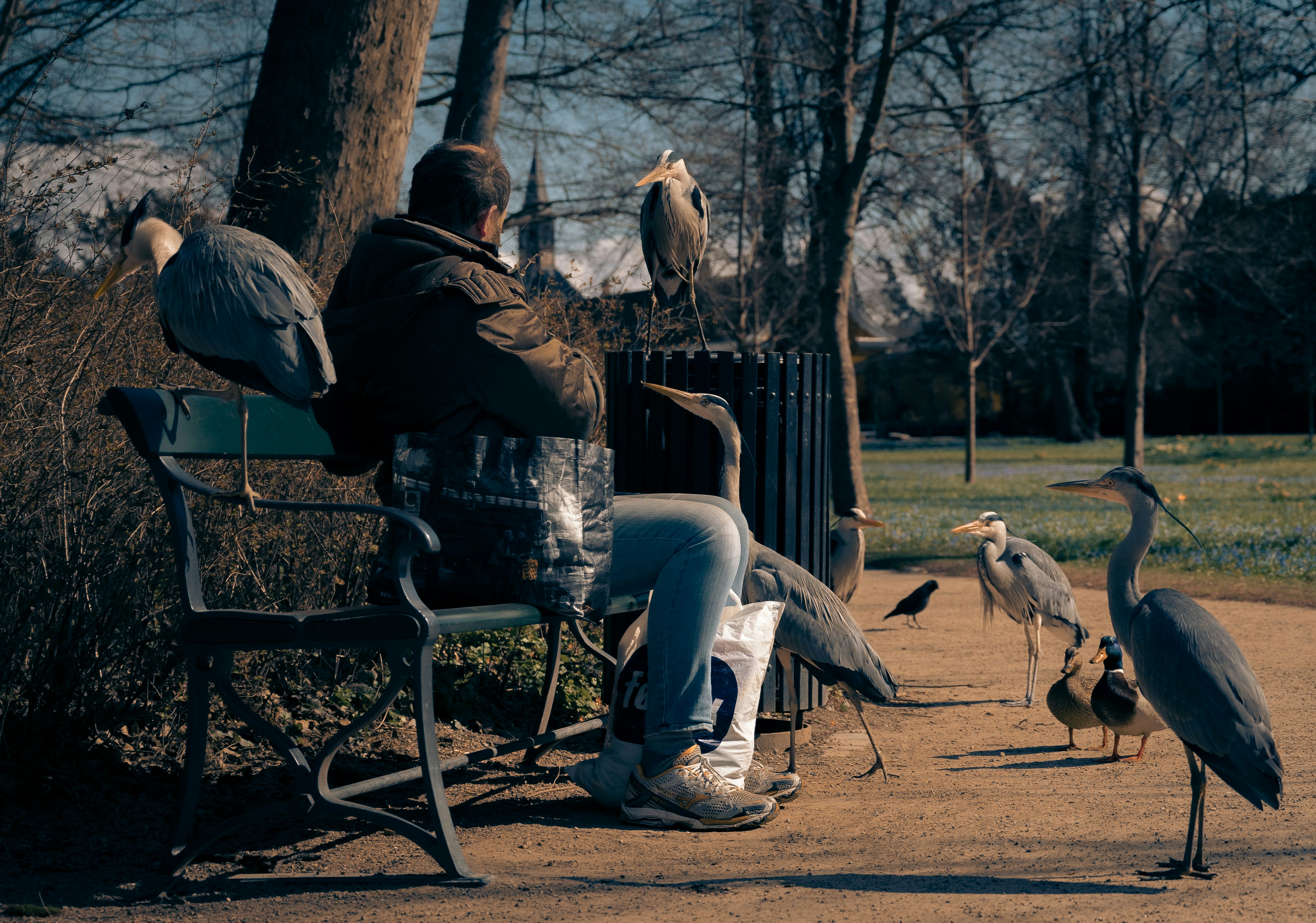 Park Bench Rendezvous: Winged Guests Share a Quiet Moment