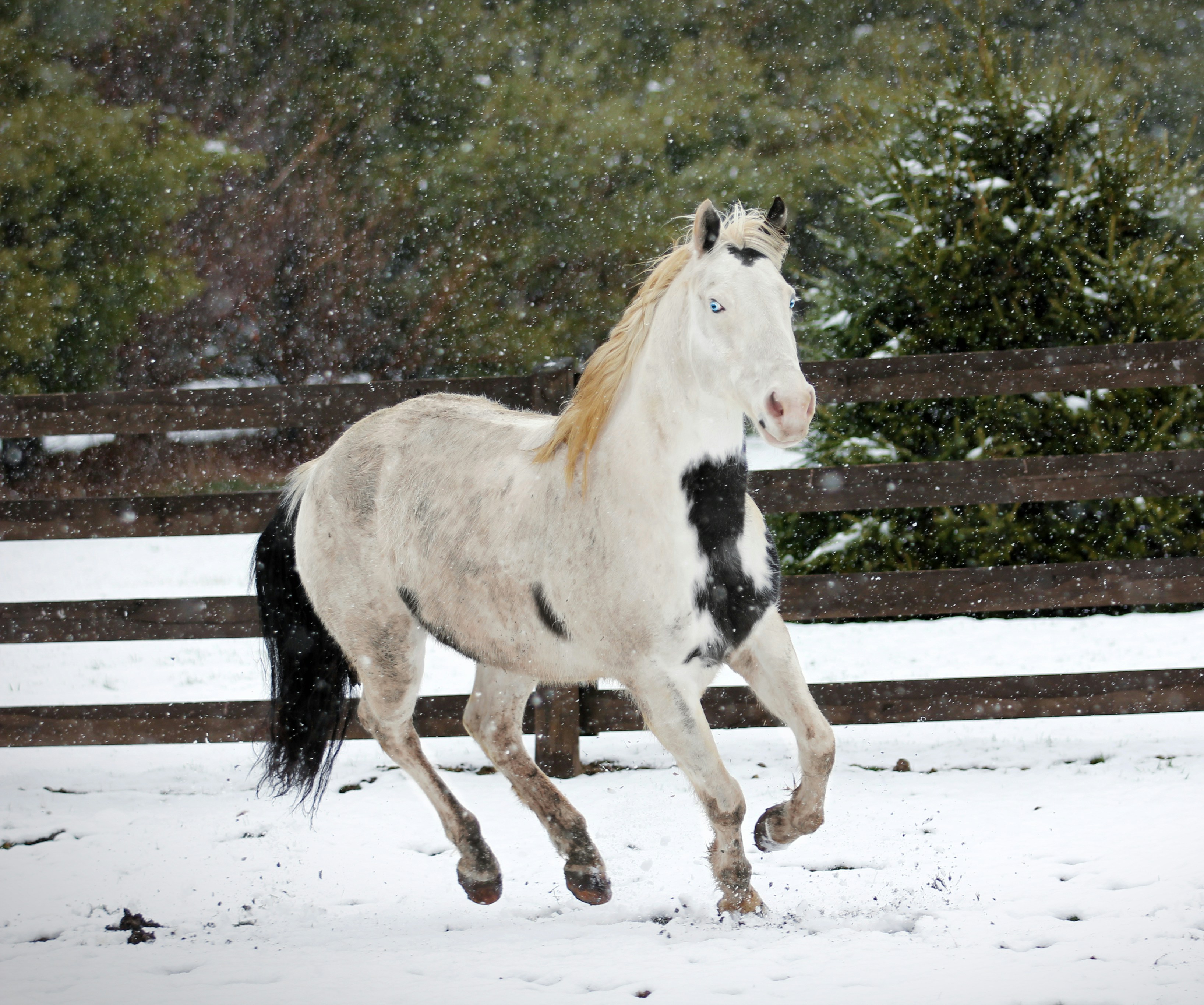 Définition de canter | Dictionnaire français