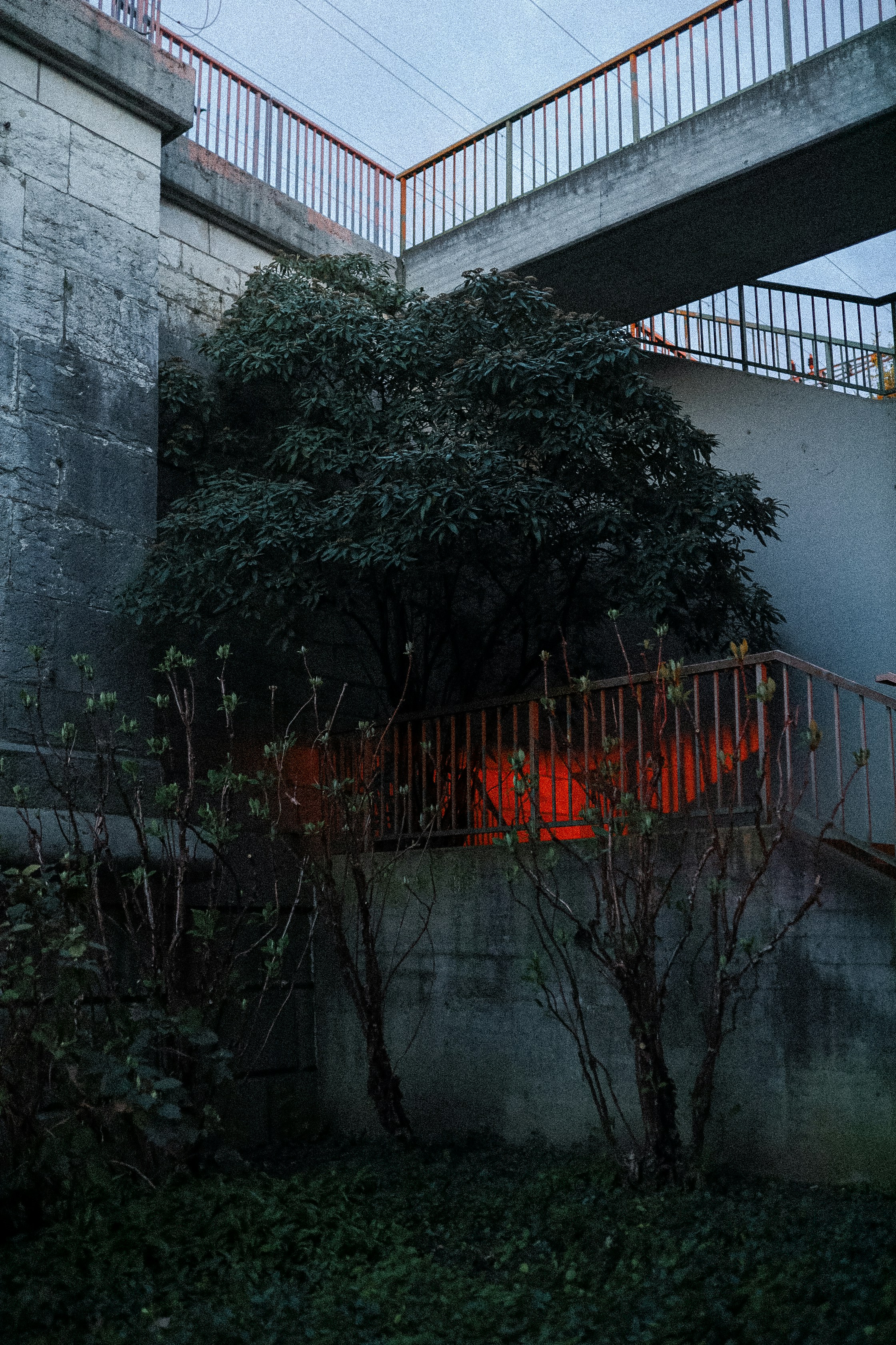 Hidden Ember Behind Ivy on an Urban Stairwell