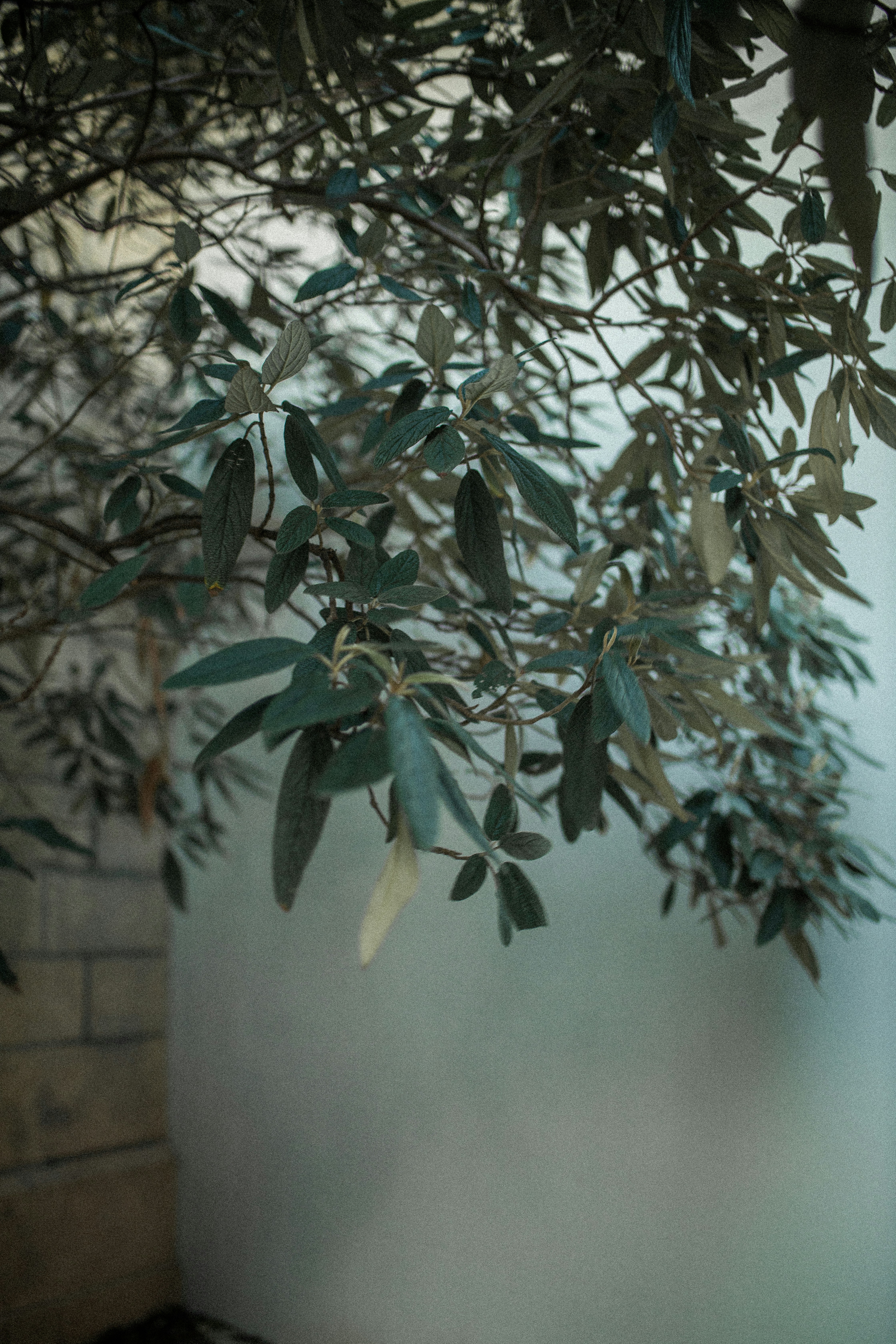 Soft Olive Canopy Framed by a Quiet Wall