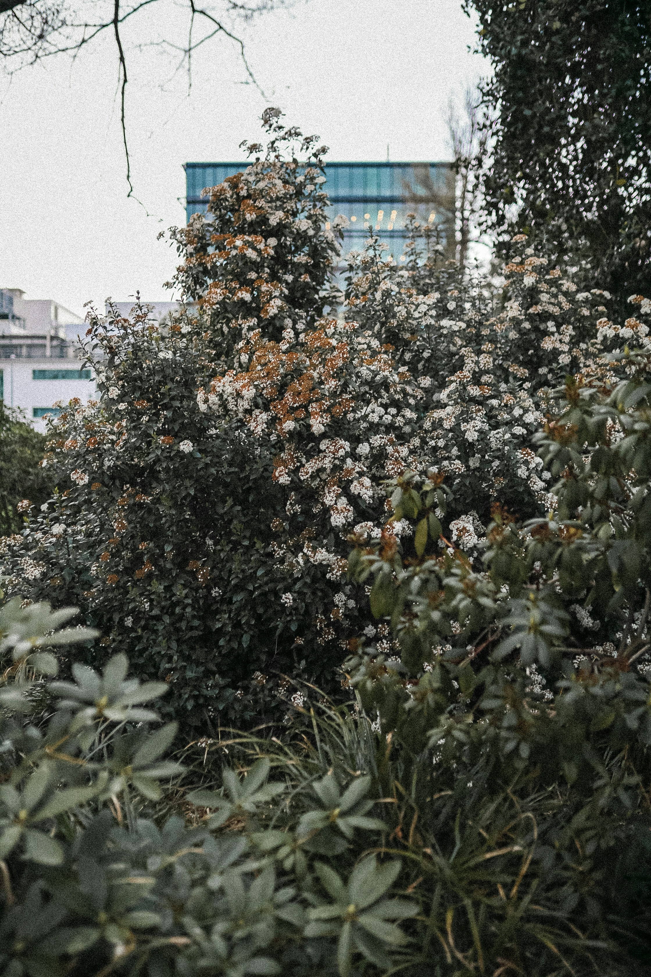 Urban Bloom: White-Flowered Shrub Framing a Glass-Fronted Skyline