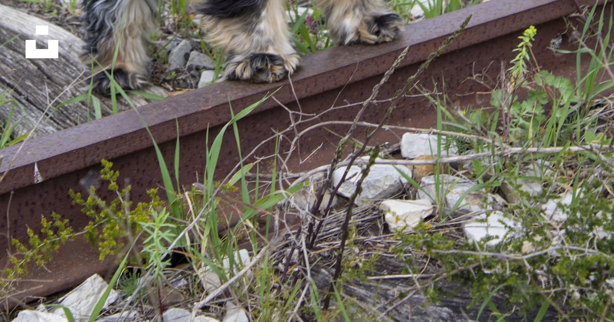 昼間は茶色の木の丸太に黒と白のロングコートの小型犬を乗せたの写真 Unsplashの犬の無料画像