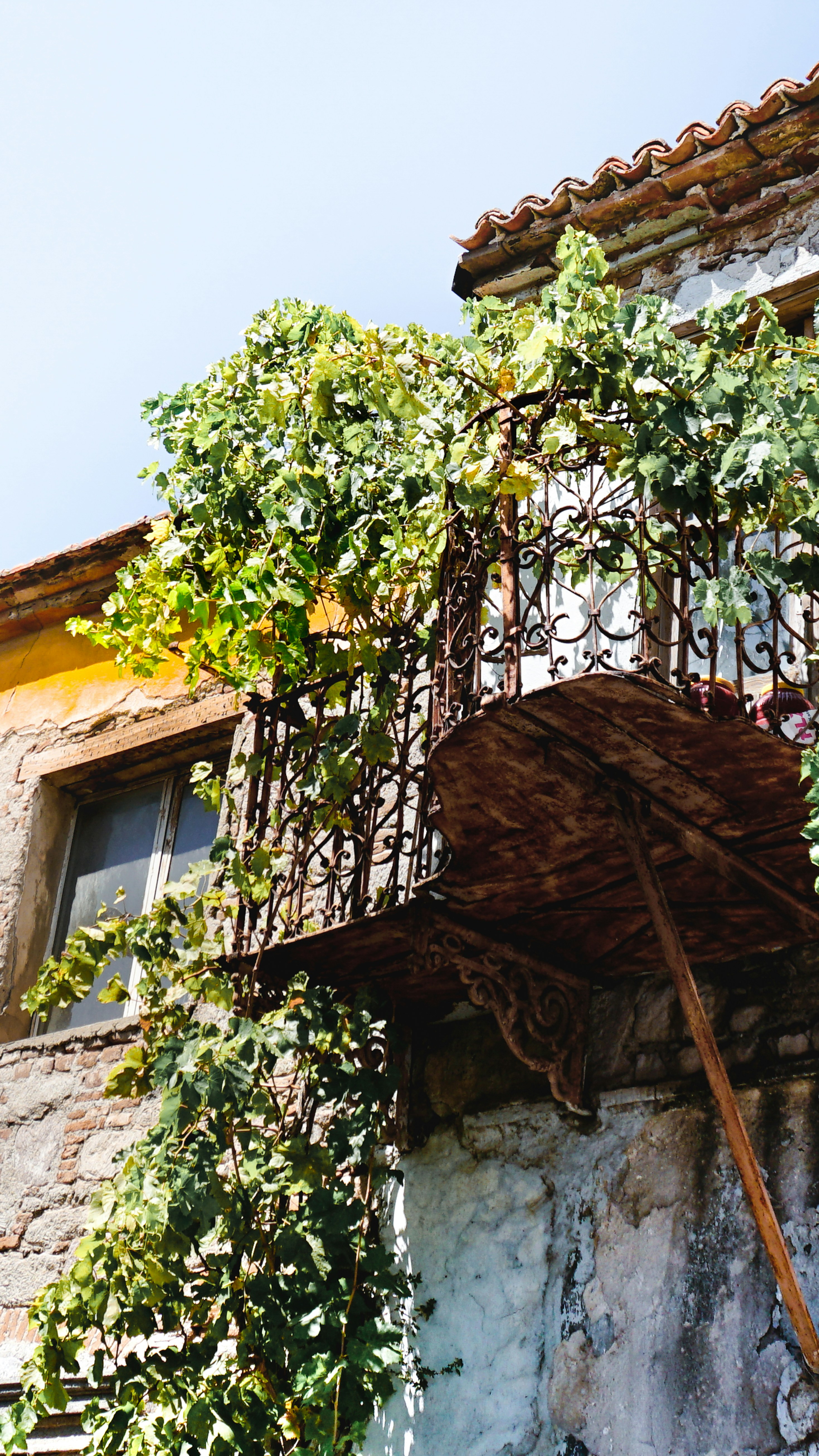 A rustic balcony draped in vibrant green vines, showcasing a blend of architectural charm and natural beauty. The weathered wall adds character to the scene.