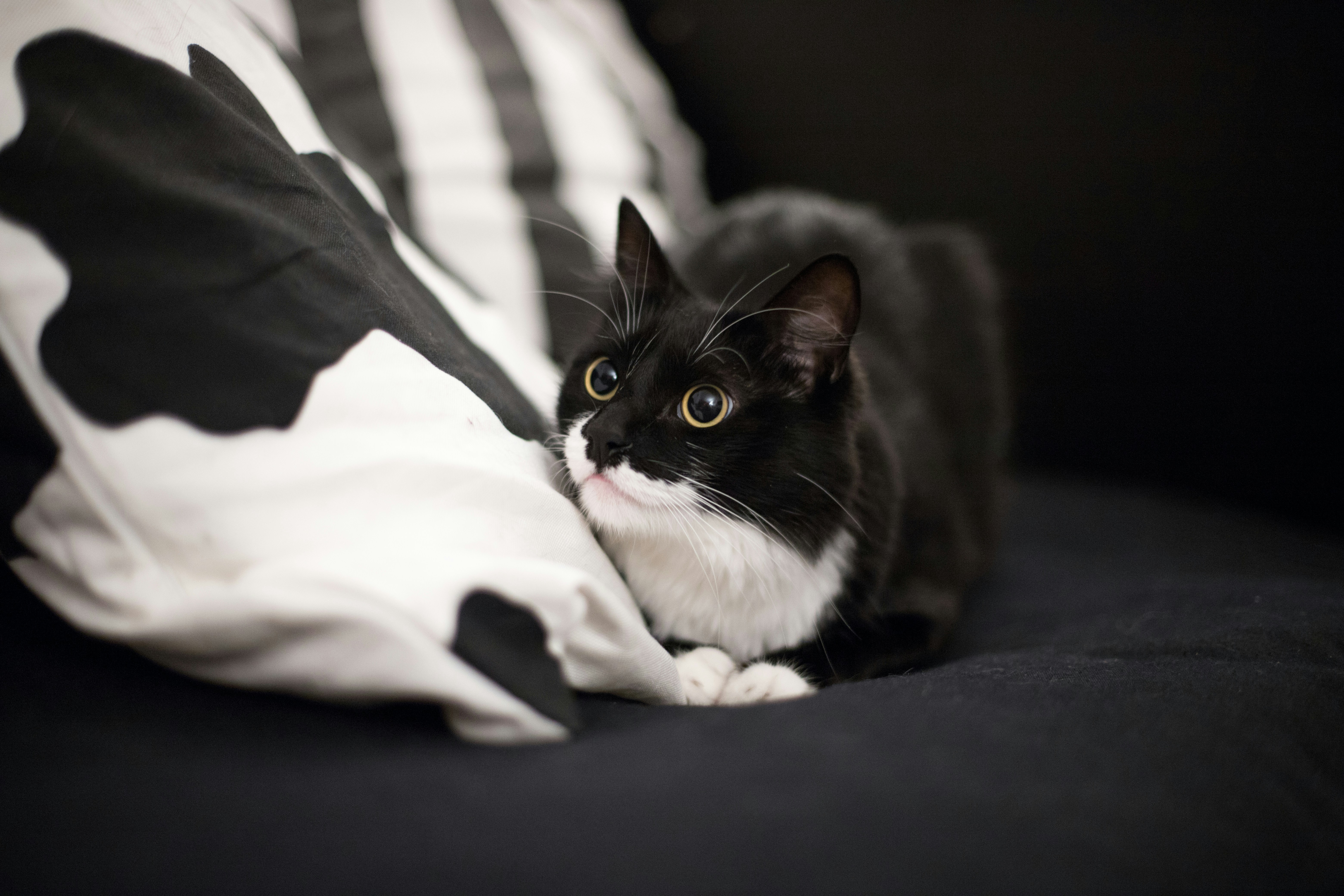 Focused Gaze Behind the Pillow: A Black-and-White Cat on a Quiet Couch