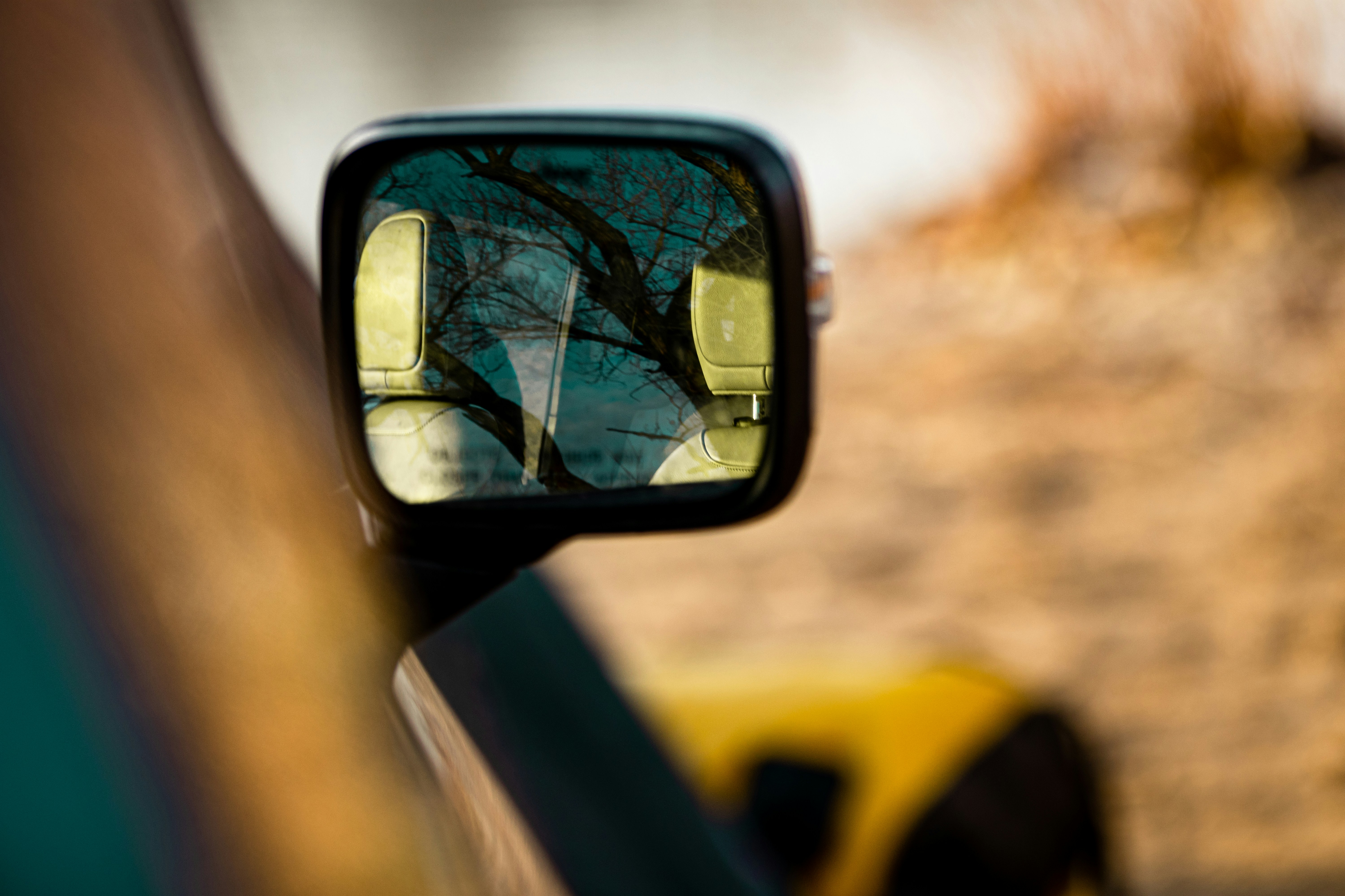 Side-View Mirror: Bare Trees Framed in Glass