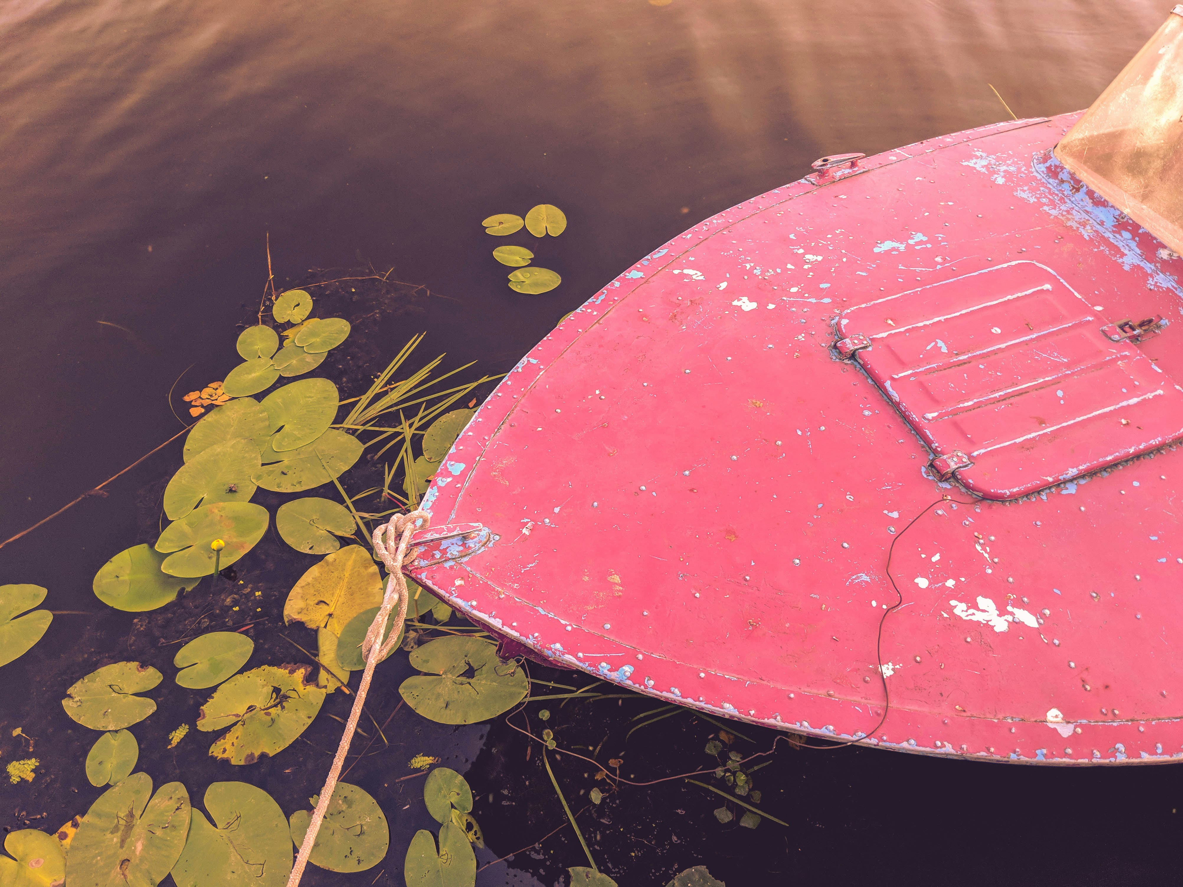 Crimson Hull at the Waterline: Lilies and Quiet Ripples