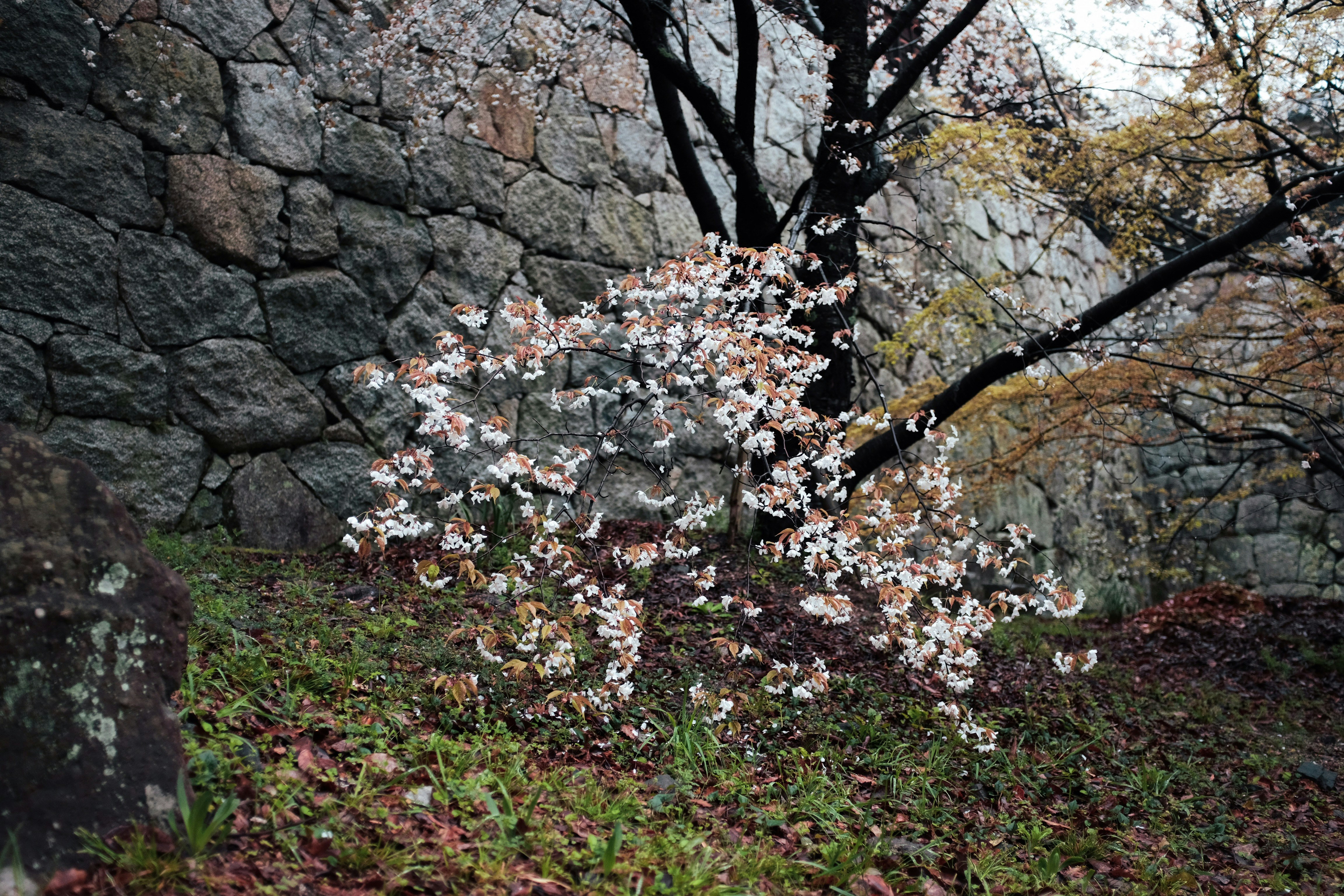 pink cherry blossom tree beside gray brick wall