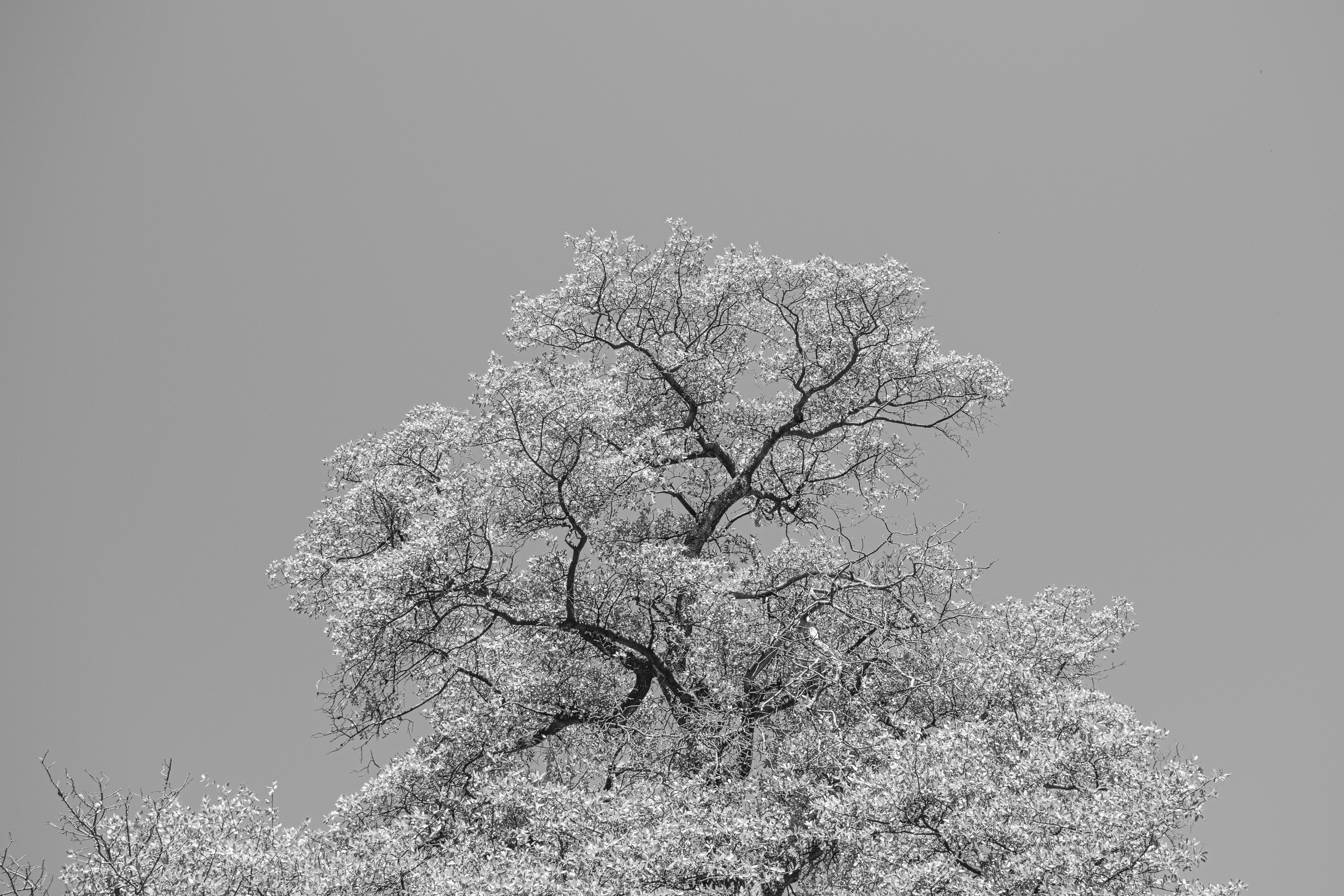Viral Tree Back and White Biology
