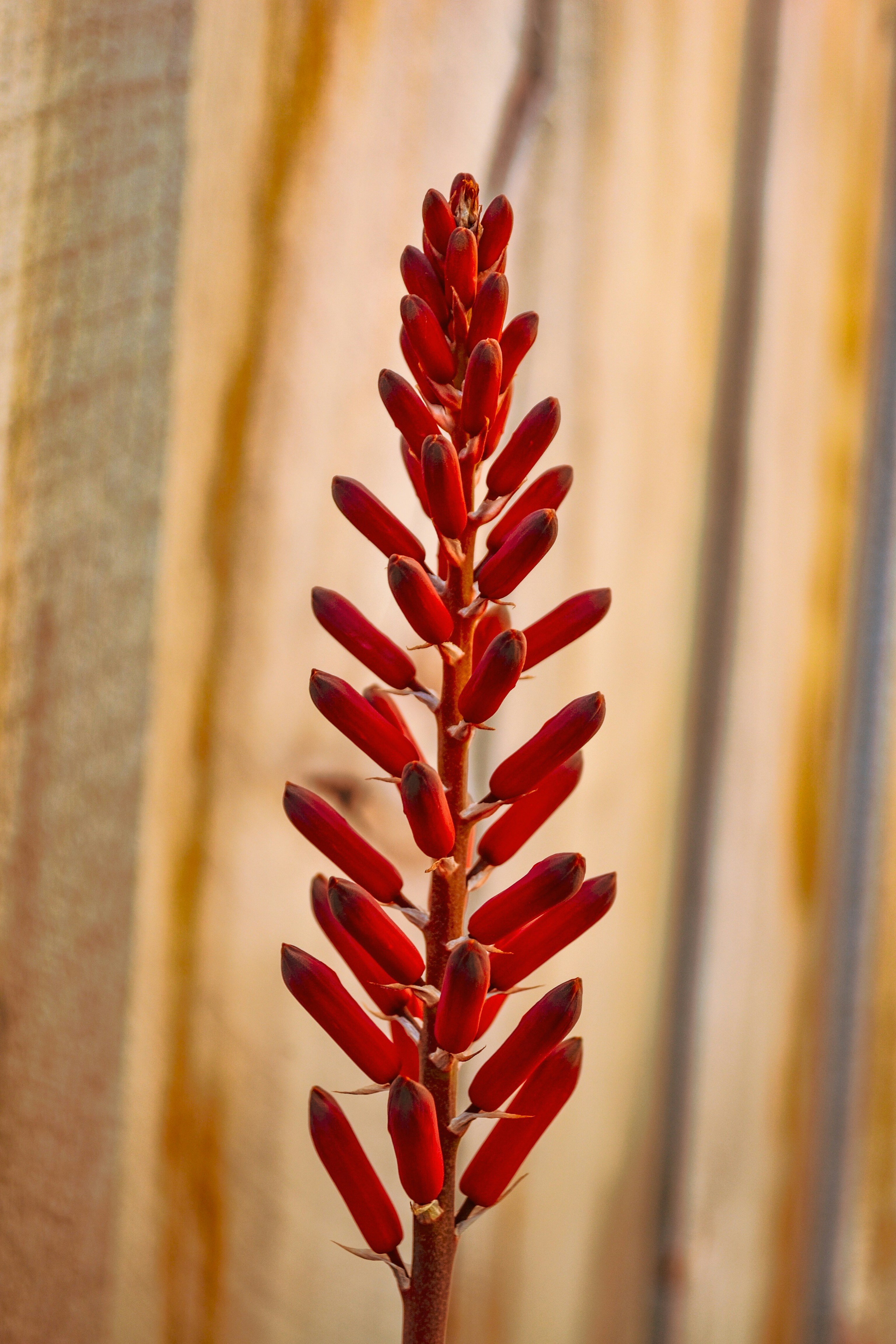 Vibrant red flower spike stands tall against a textured wooden background, highlighting the contrast between nature and man-made elements.