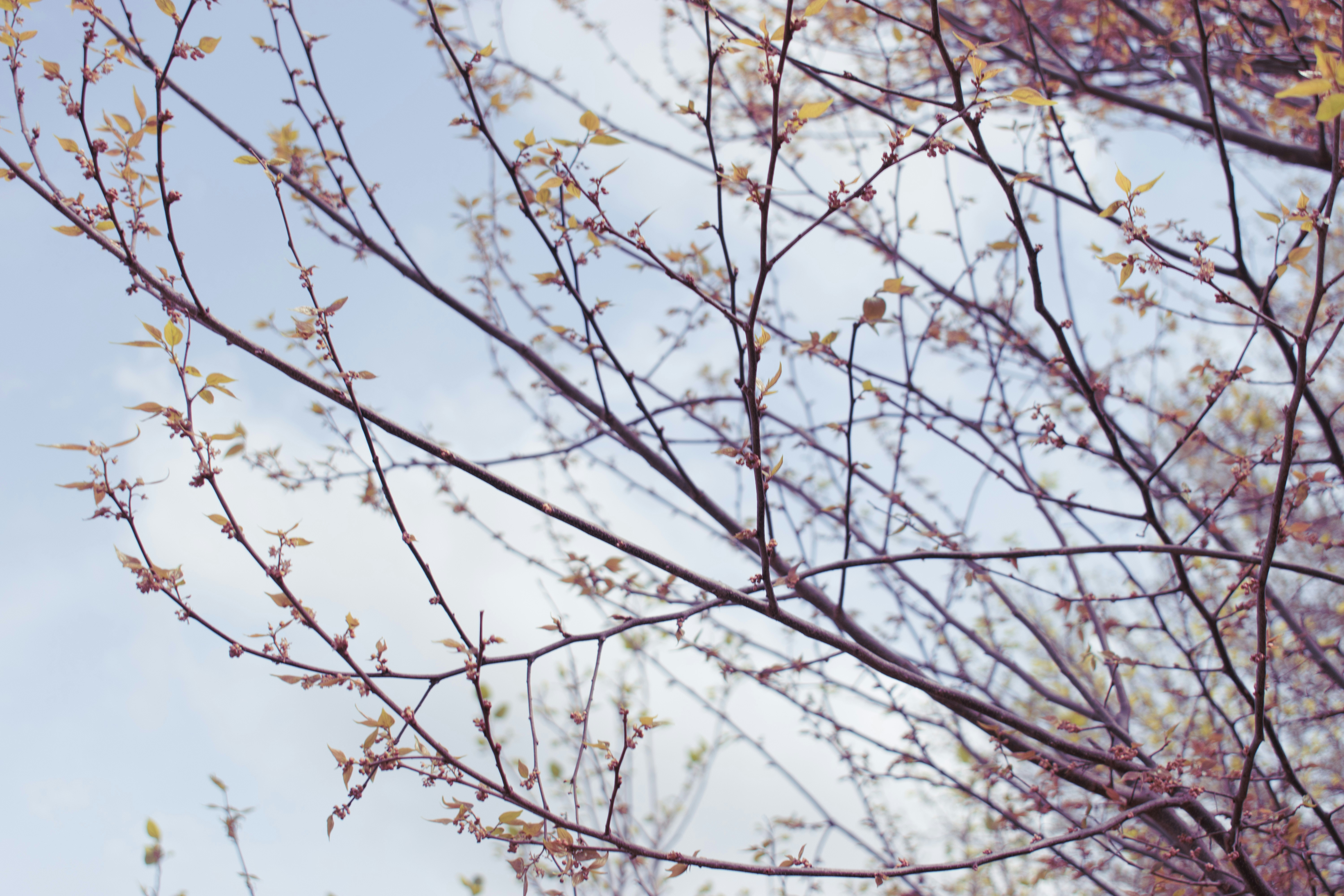 Early Spring Lattice: Delicate Branches Against a Soft Sky