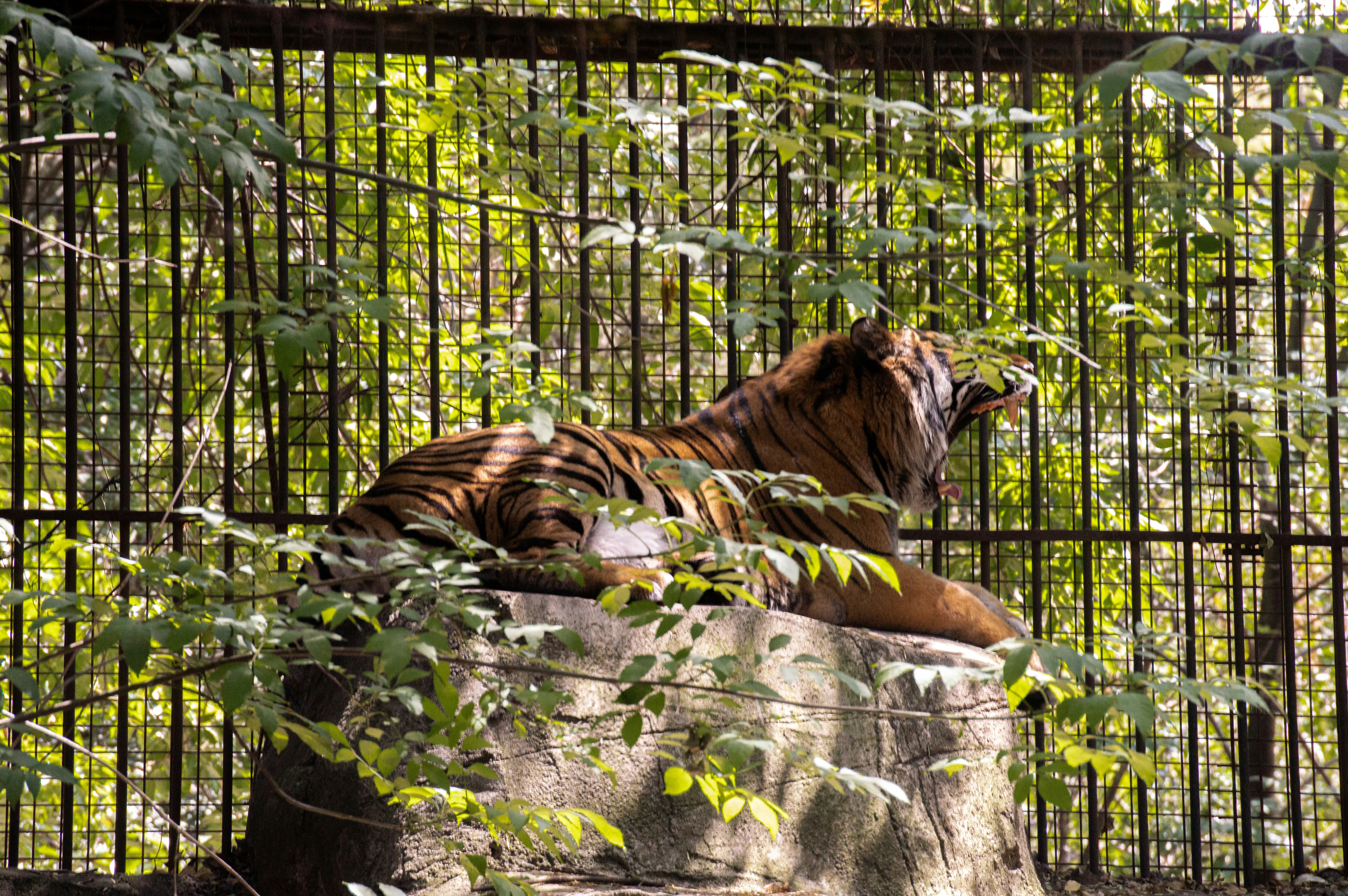 Tiger on a Mossy Rock: Quiet Power Behind Fencing
