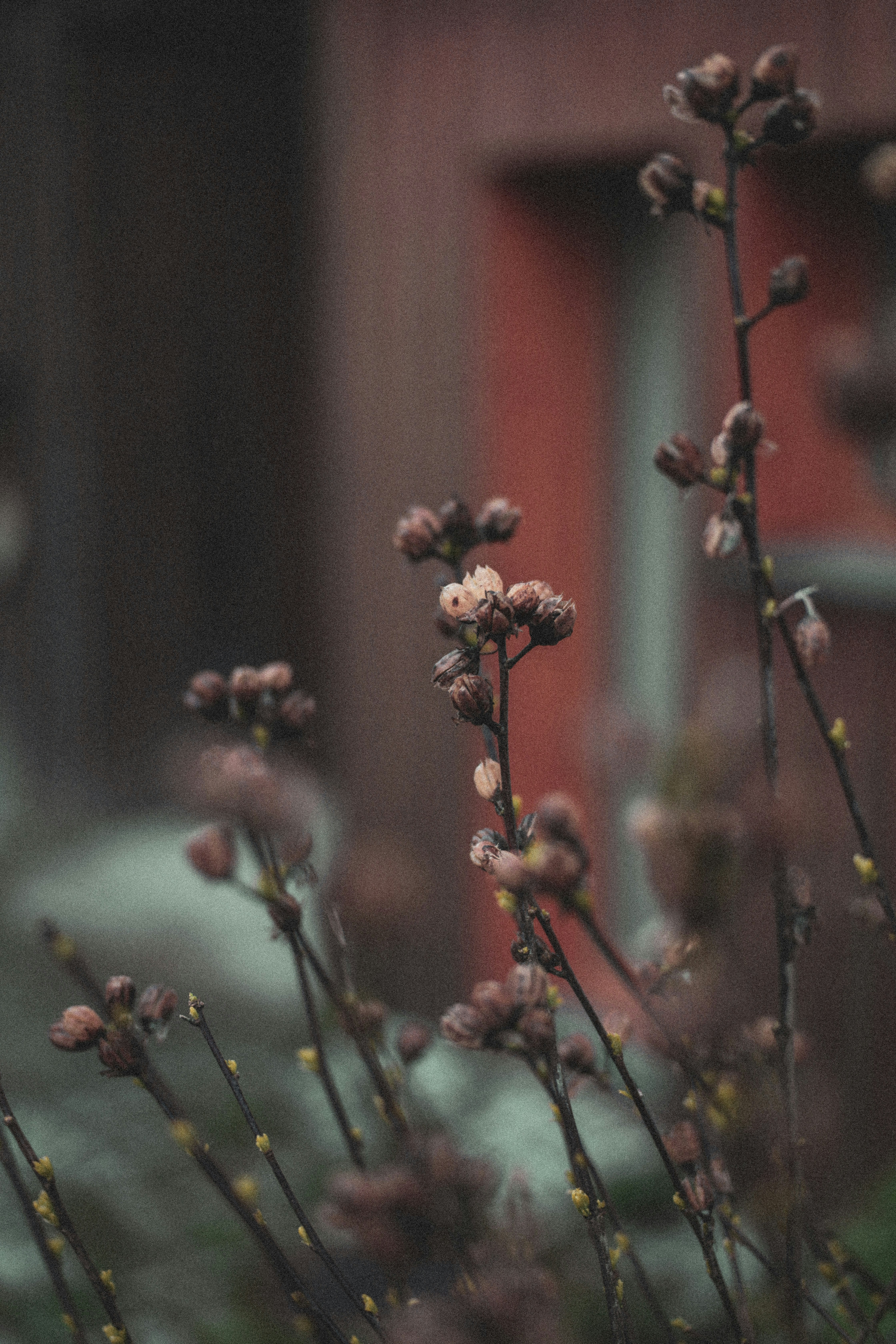 Delicate flower buds in focus against a softly blurred rustic backdrop, hinting at the arrival of spring.