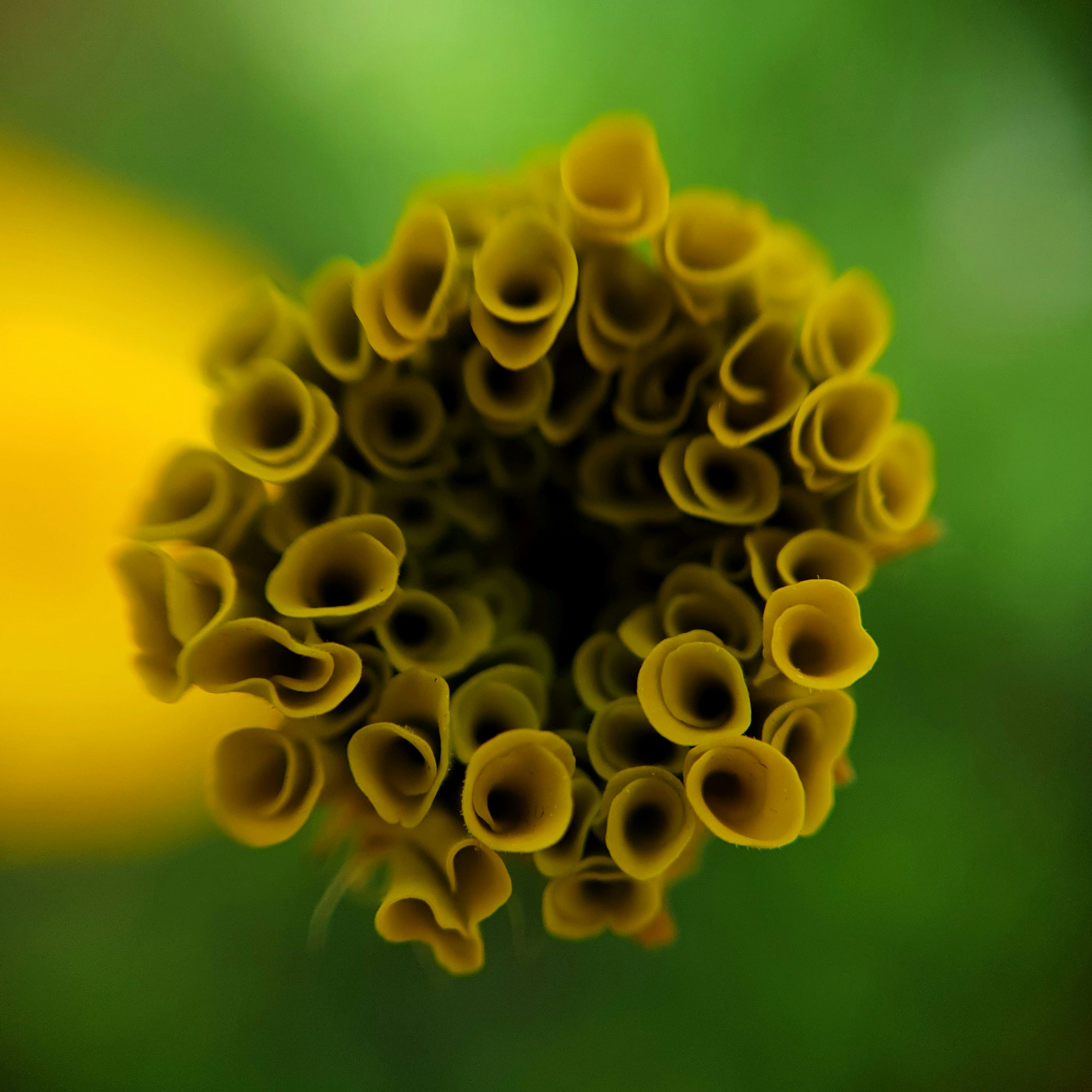 Golden Ring Macro: Peering Into a Coneflower's Tubular Core