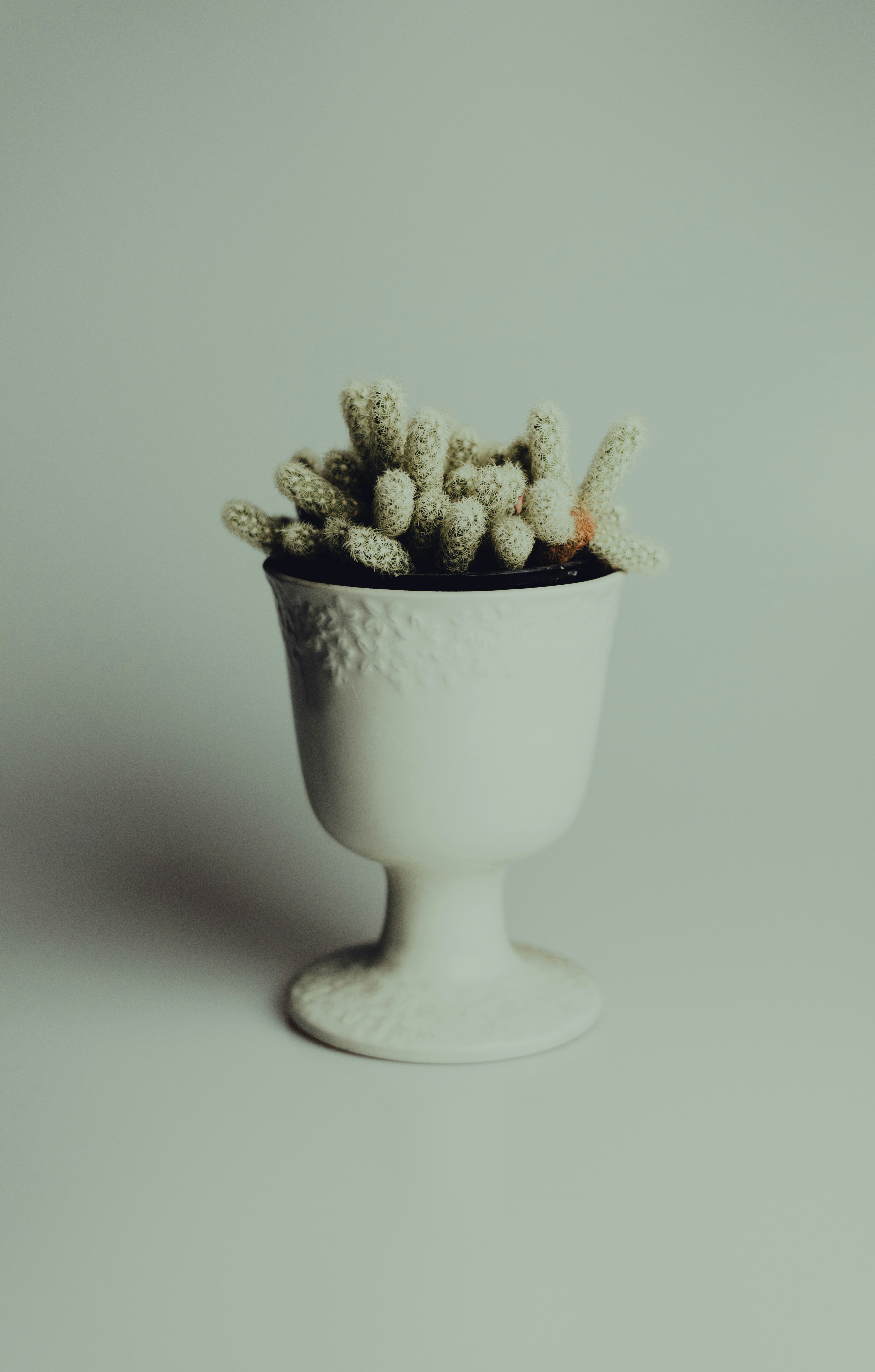 White Goblet of Cacti: Minimalist Still Life with Soft Focus