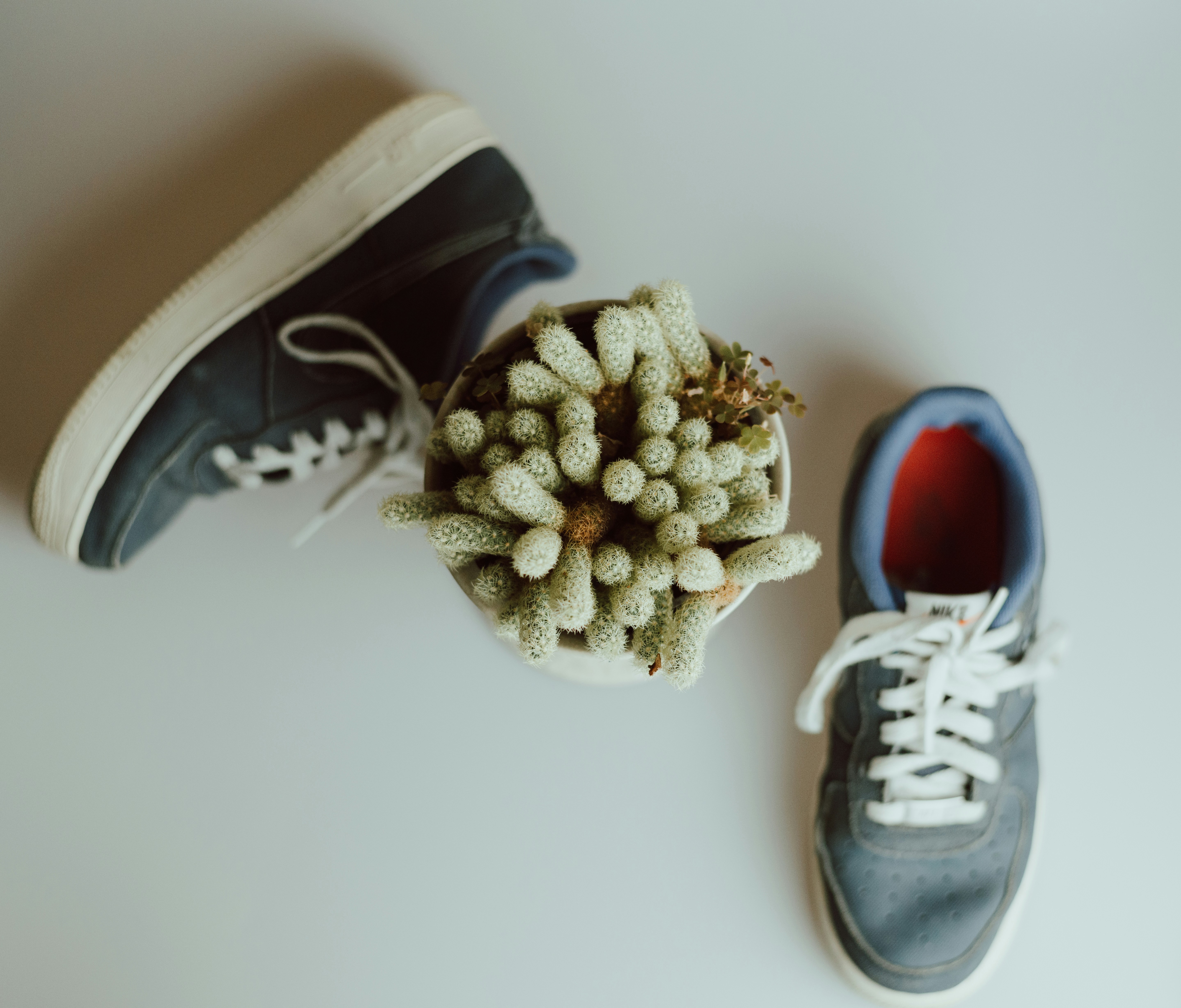 Sneakers Border a Budding Arrangement: A Top-Down Still of Shoes and a Plant