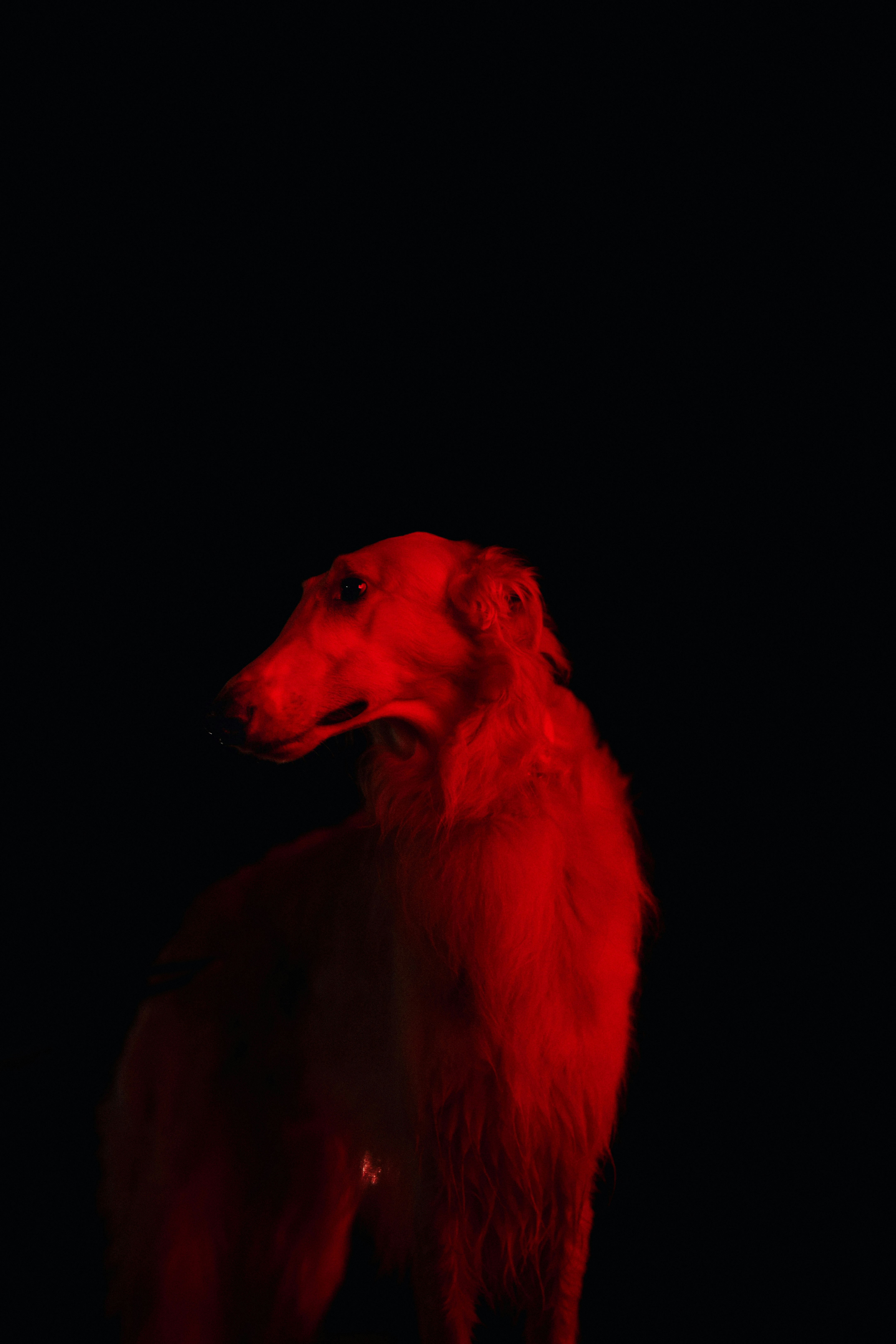 A striking portrait of a borzoi illuminated in red light against a black background, highlighting its elegant features and flowing fur.