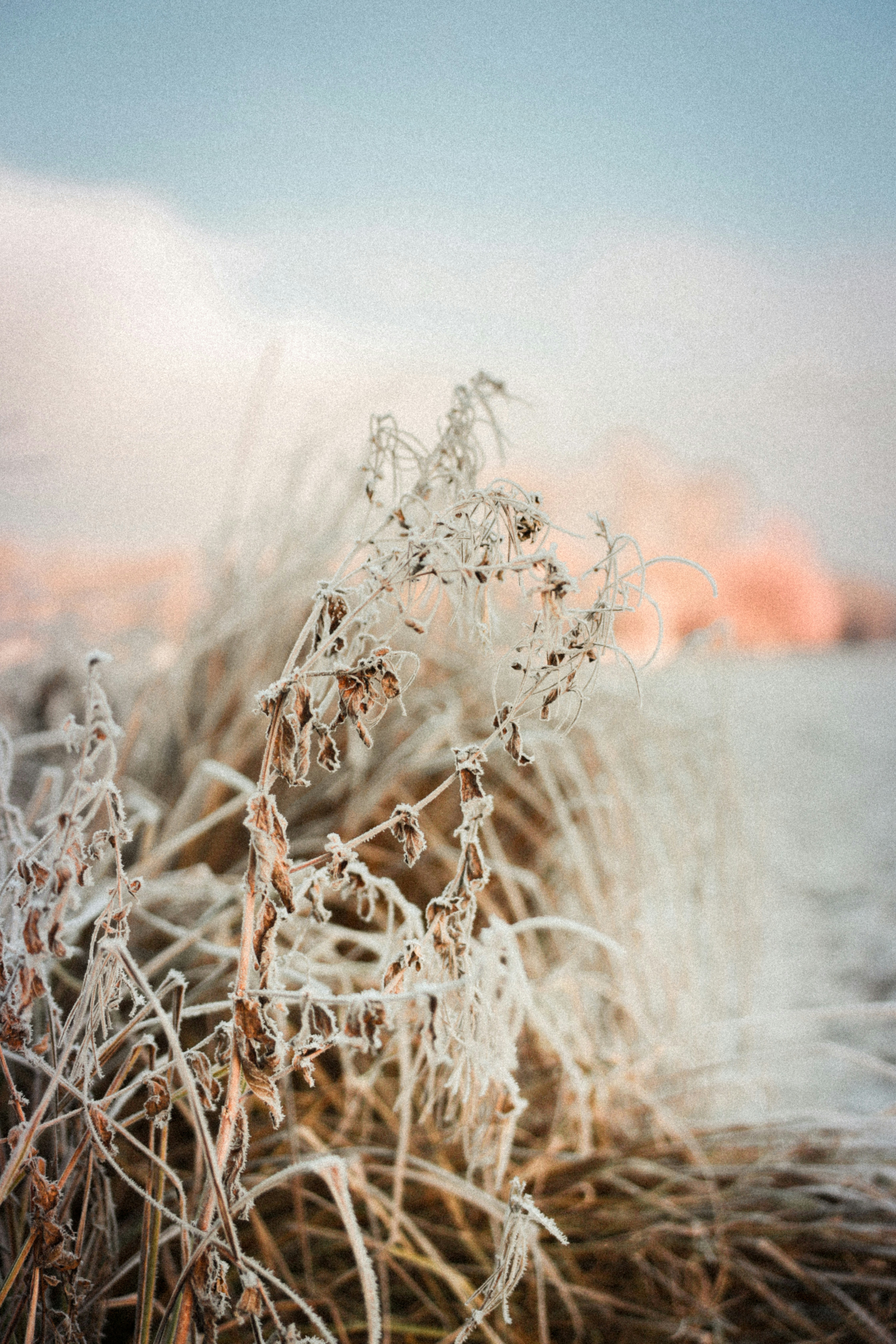Frosted Dune Grasses by a Quiet Shore at Dusk