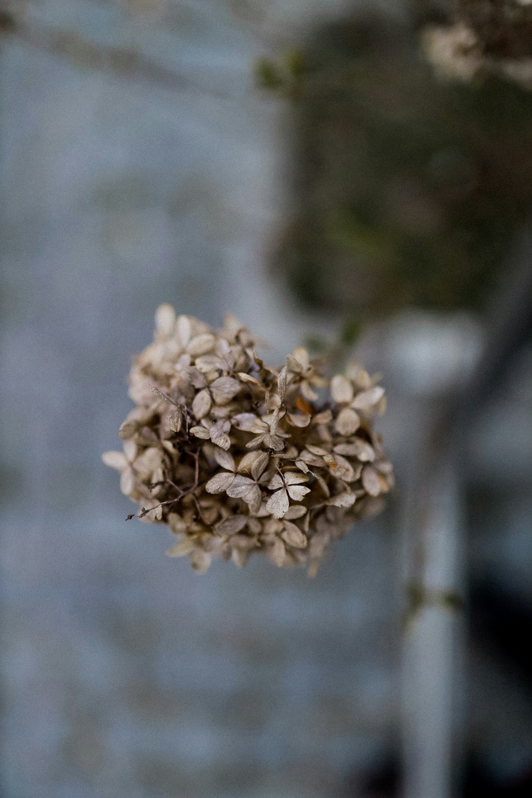 Dried hydrangea blooms suspended against a blurred backdrop, embodying the passage of seasons.