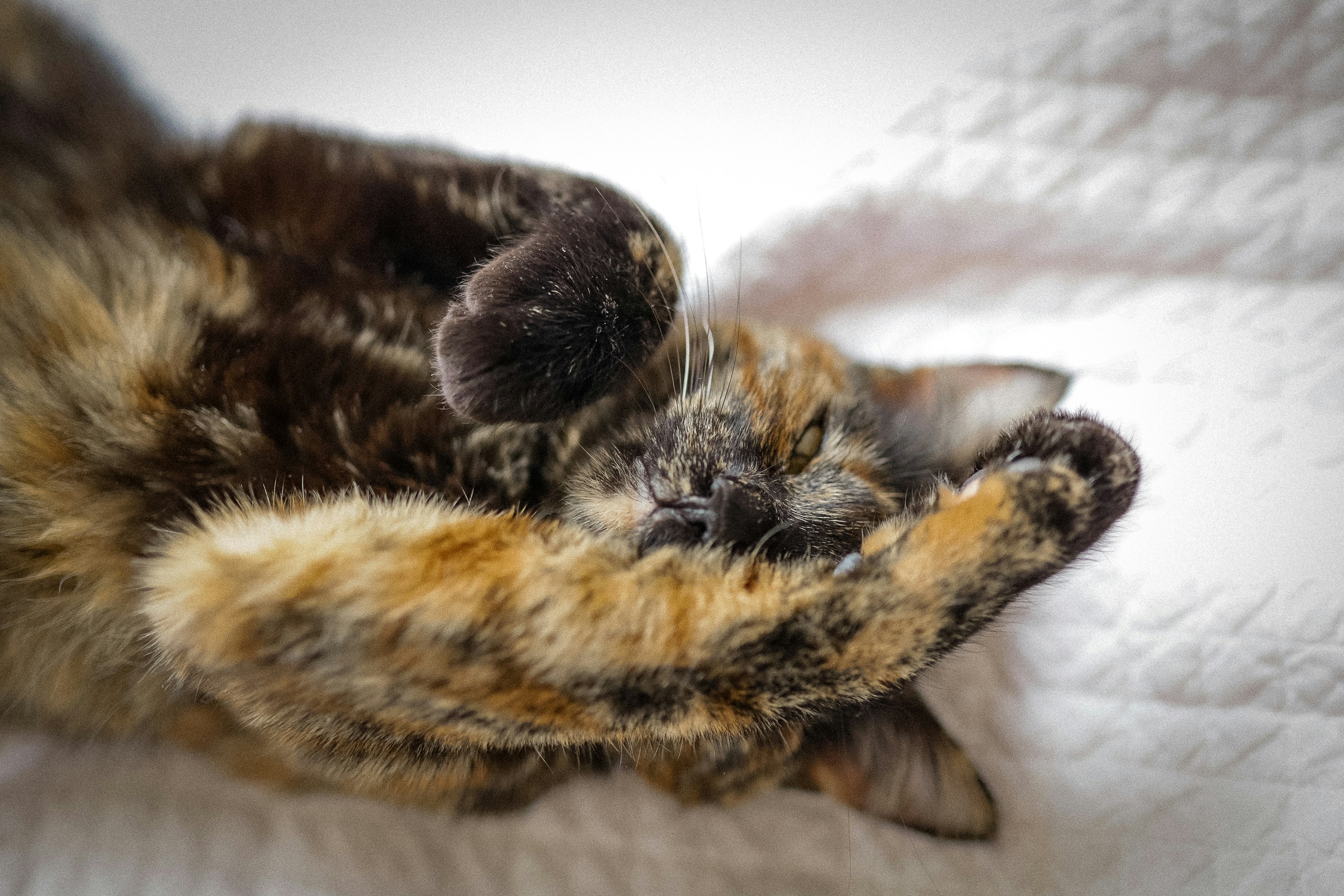 Feline Serenity in Sunlit Repose