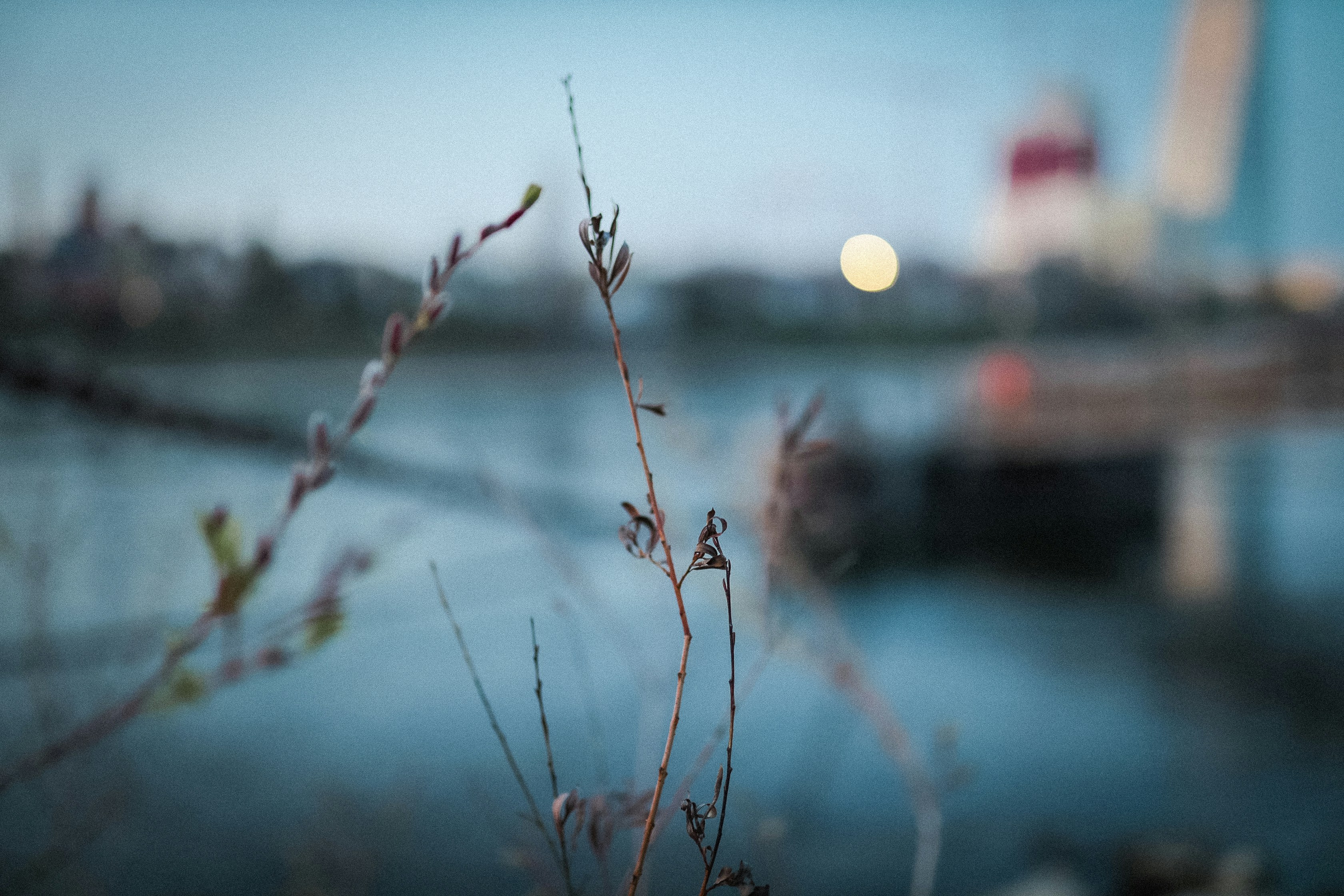 Dried plant stems in sharp focus against a softly blurred river landscape.