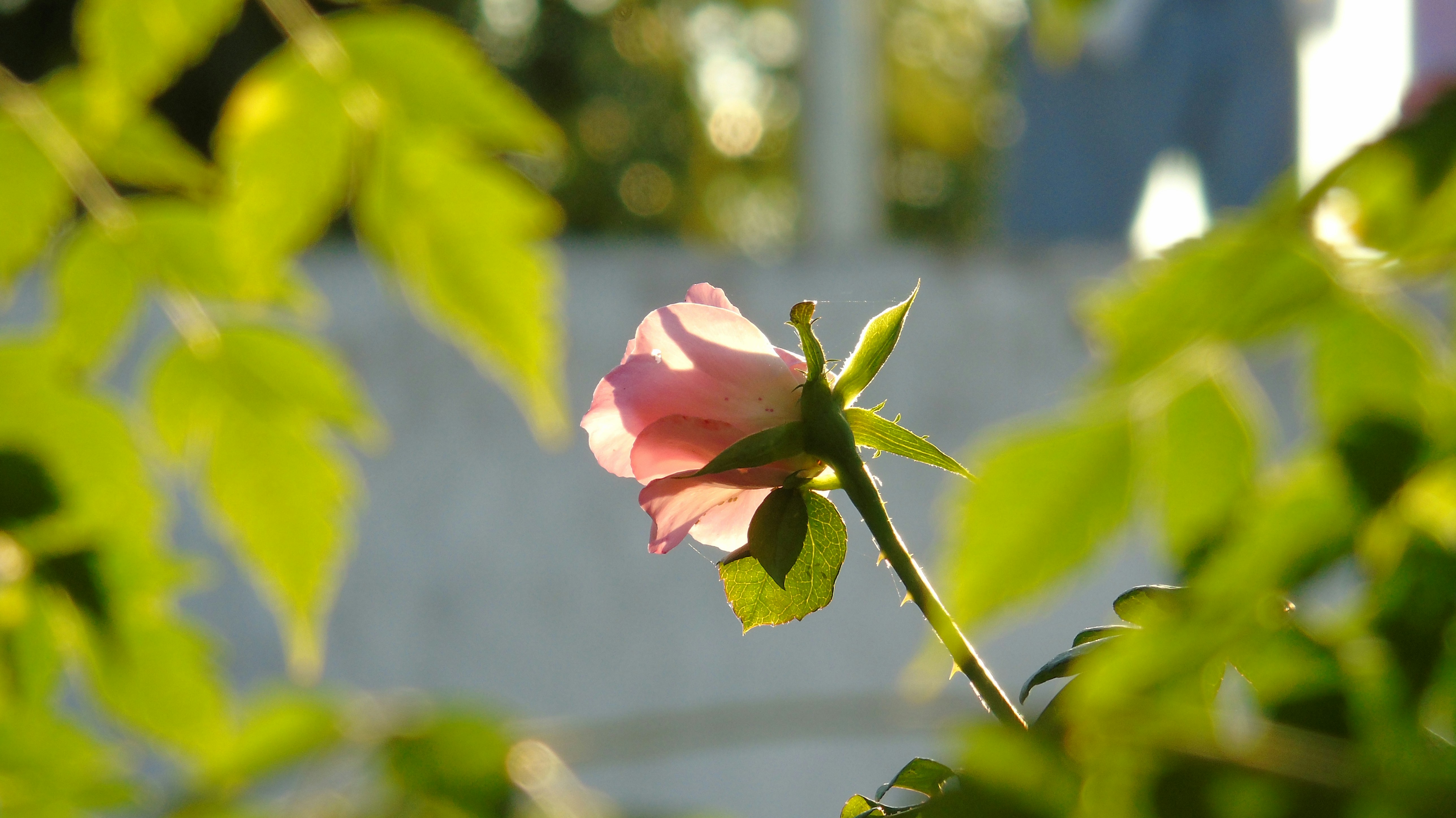 Delicate pink rose partially obscured by green leaves, illuminated by soft sunlight. The background features a blurred, light-toned backdrop.