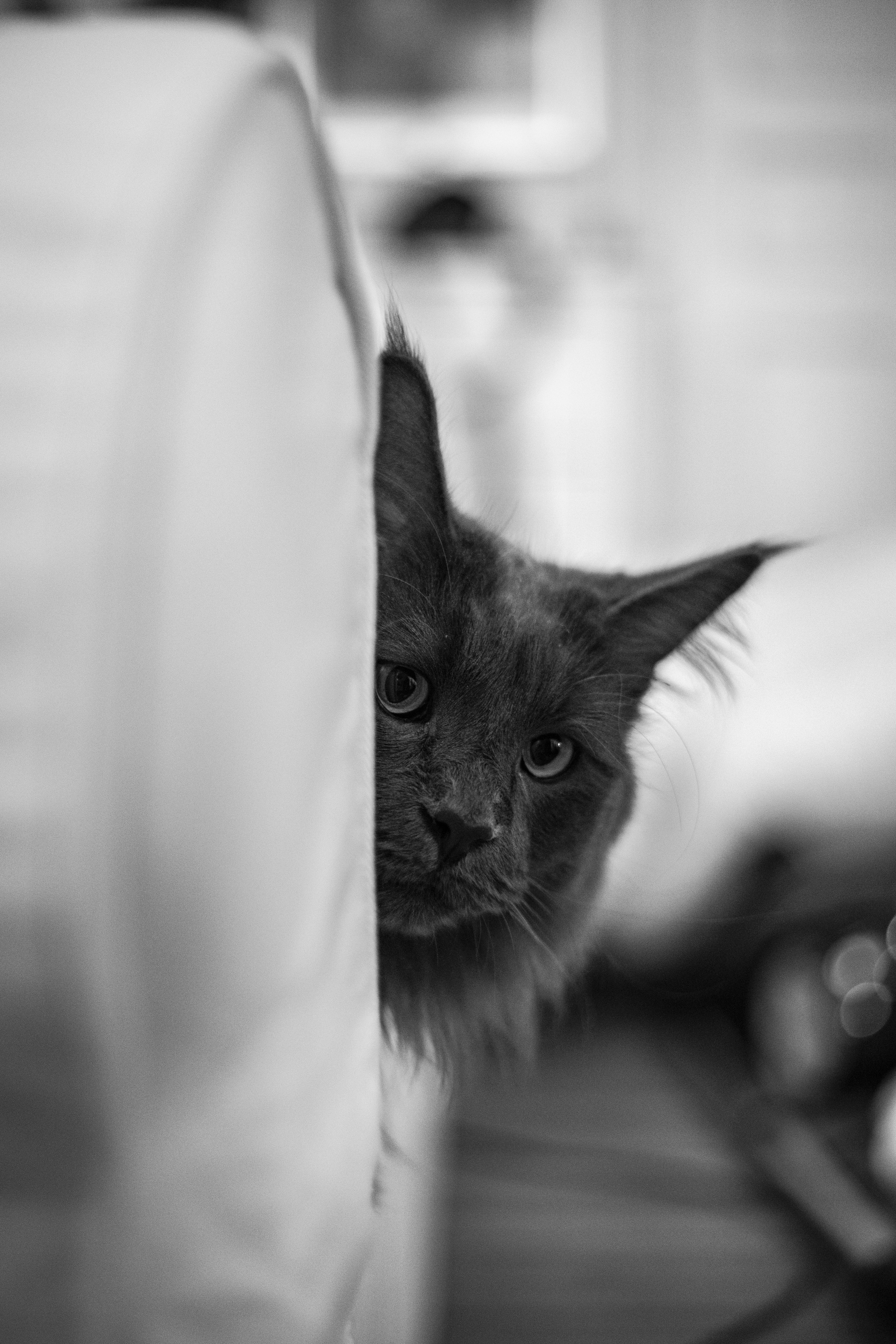 Edge of Curiosity: A Black-and-White Cat Peeks from the Cushioned Margin