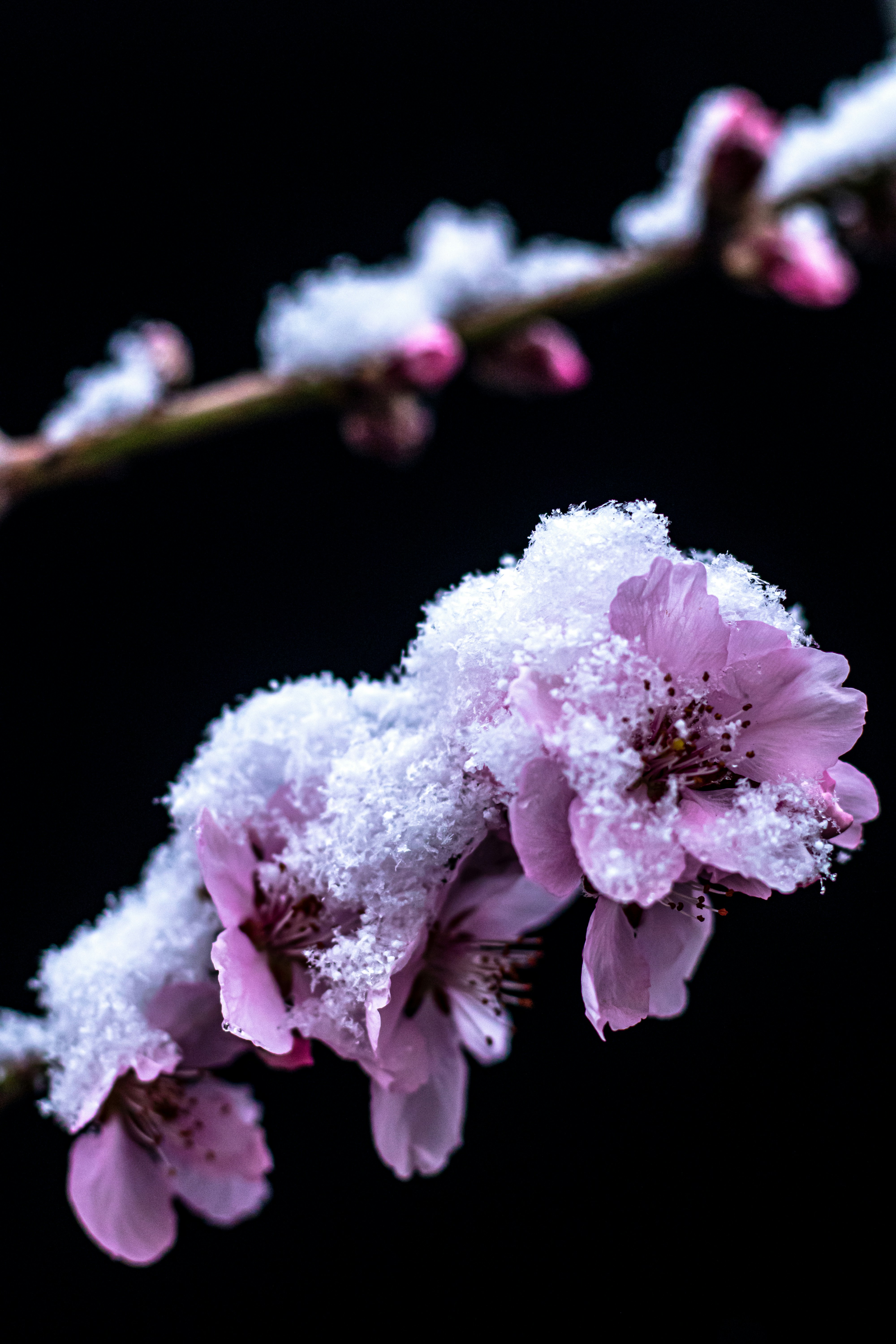 Snow-Dusted Sakura on a Velvet Black Backdrop