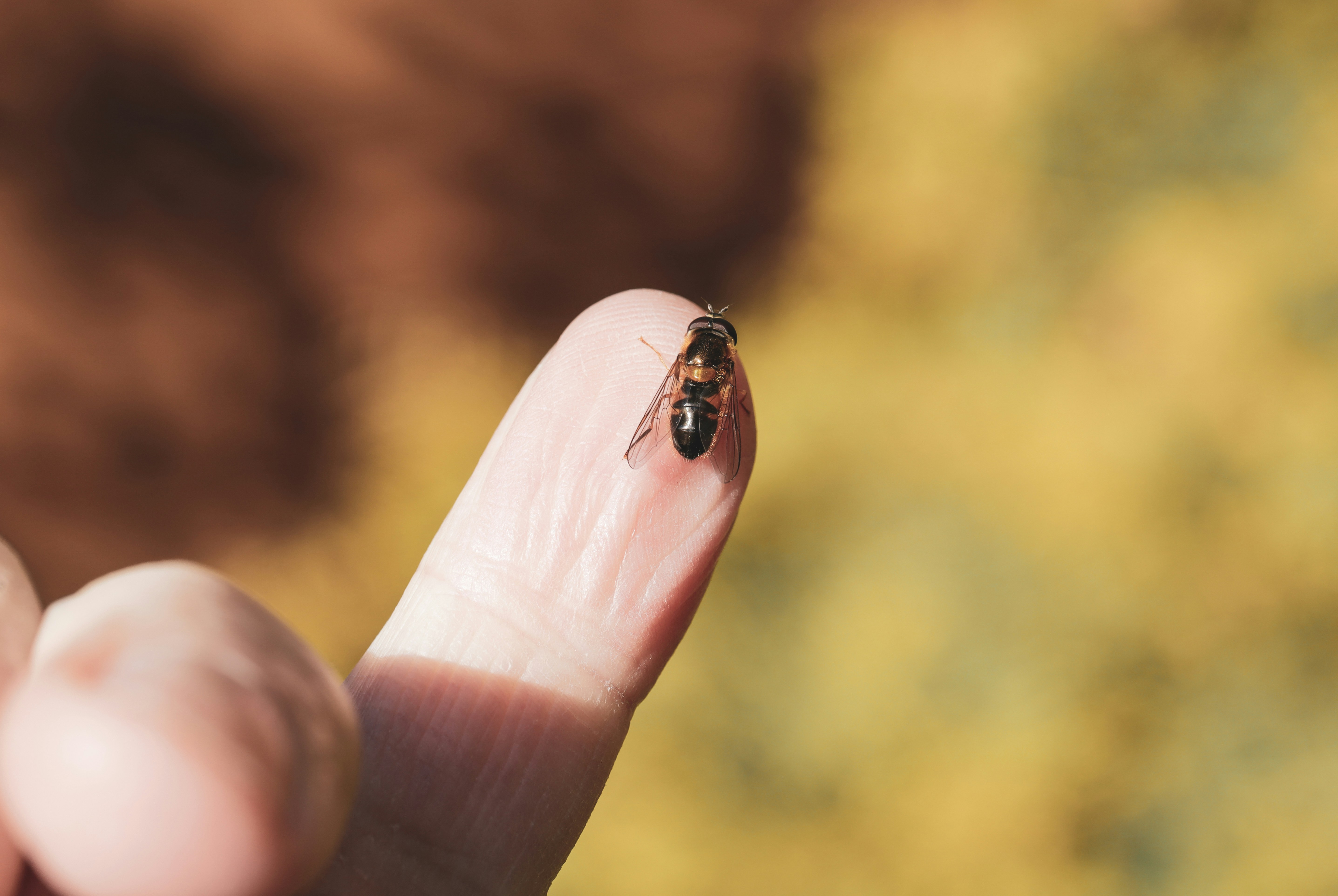 Bee on a Fingertip: Quiet Macro Moment in Warm Bokeh