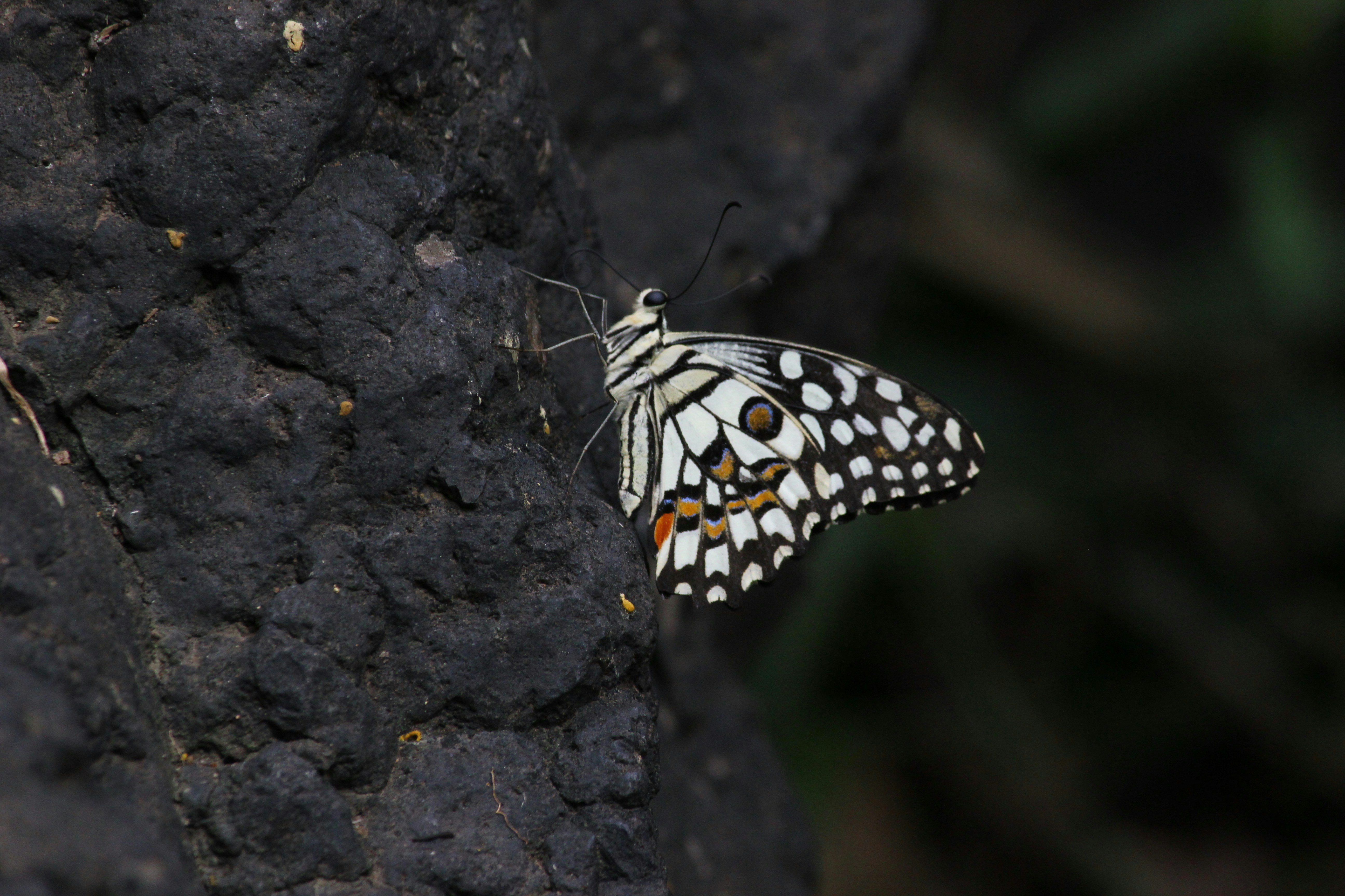 Butterfly with black and white patterned wings perched on dark textured rock.