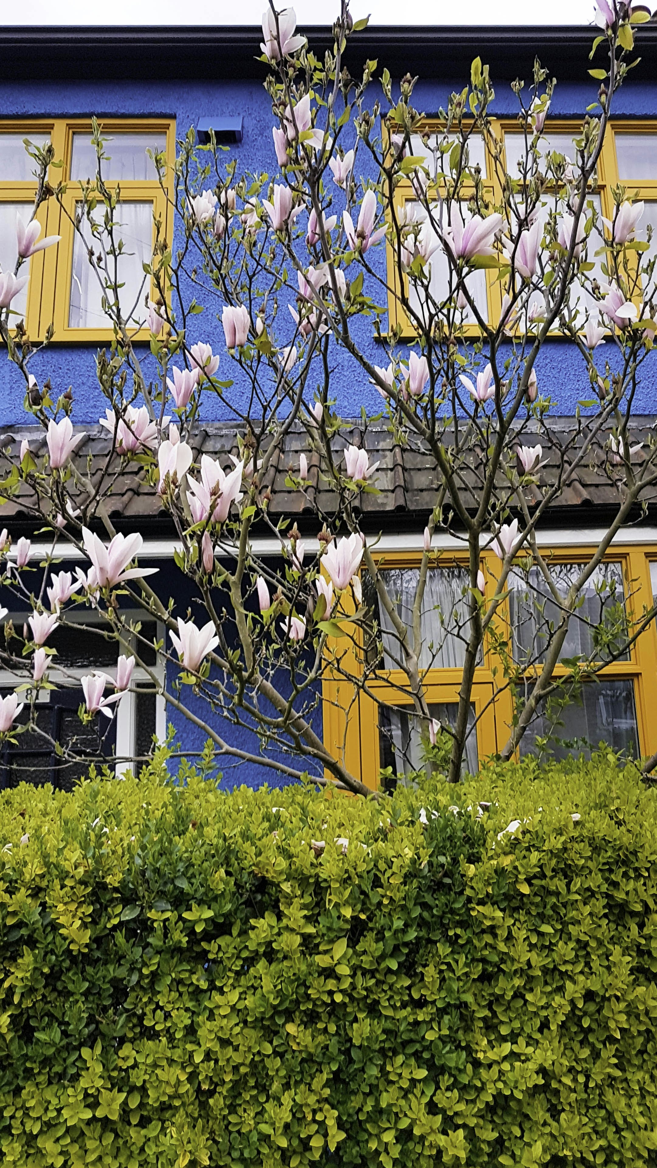 Magnolia tree adorned with delicate pink flowers in front of a bright blue house with yellow window frames.