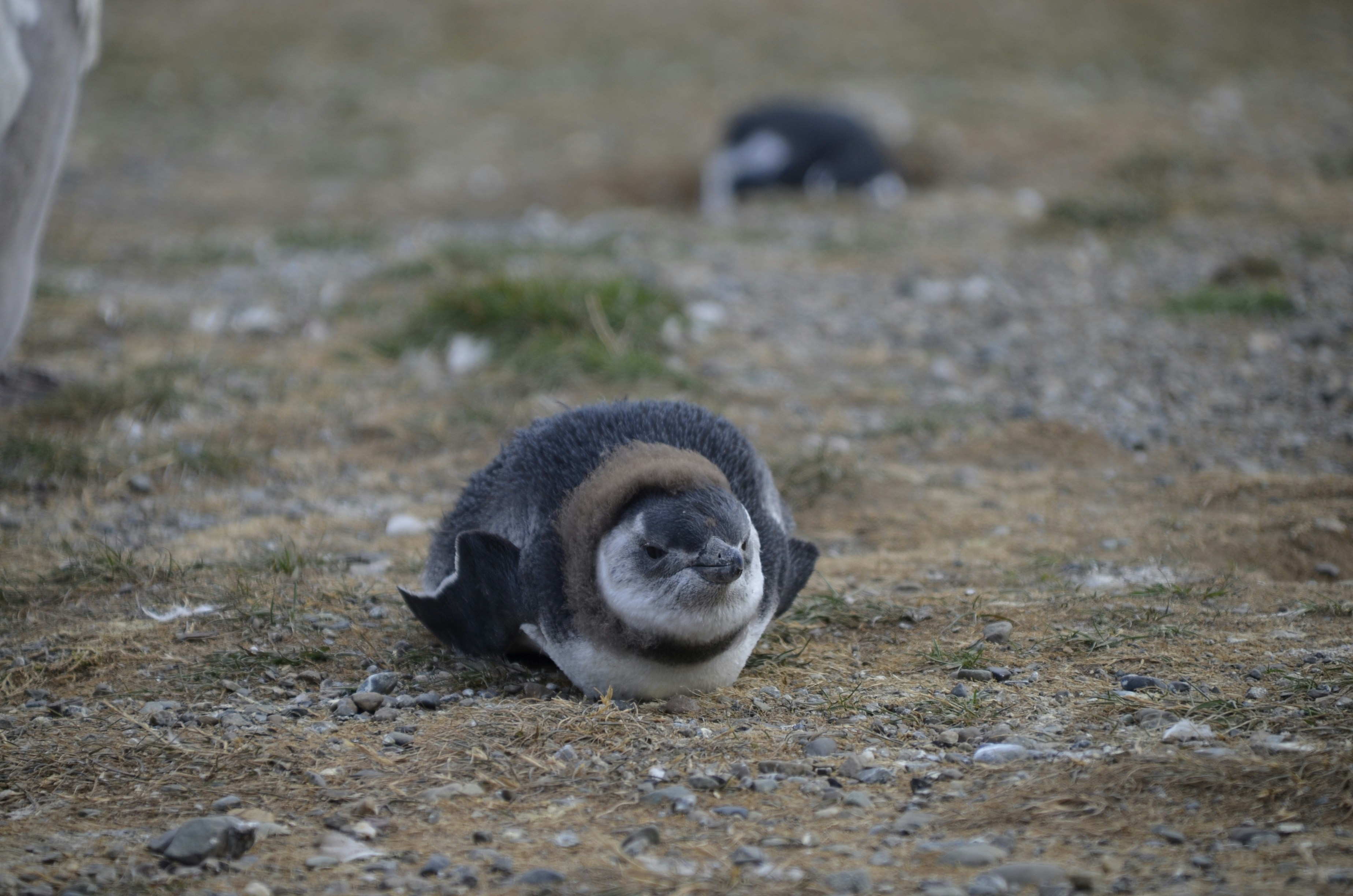 Charming Encounter with a Young Penguin