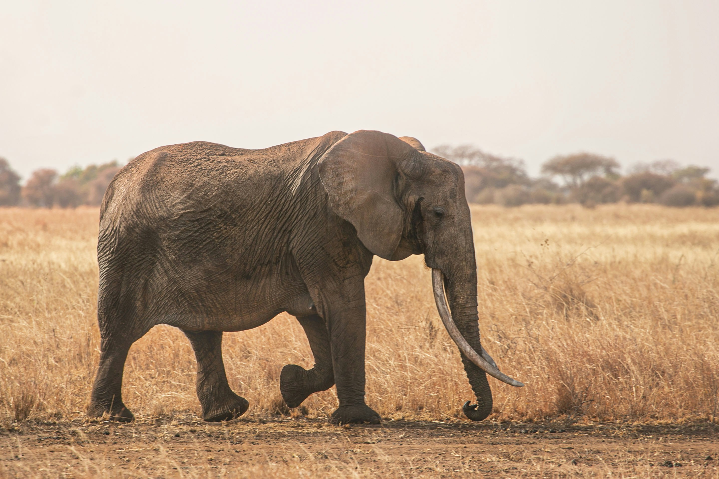 Amber Hour Sentinel: Elephant in a Sea of Dry Grass
